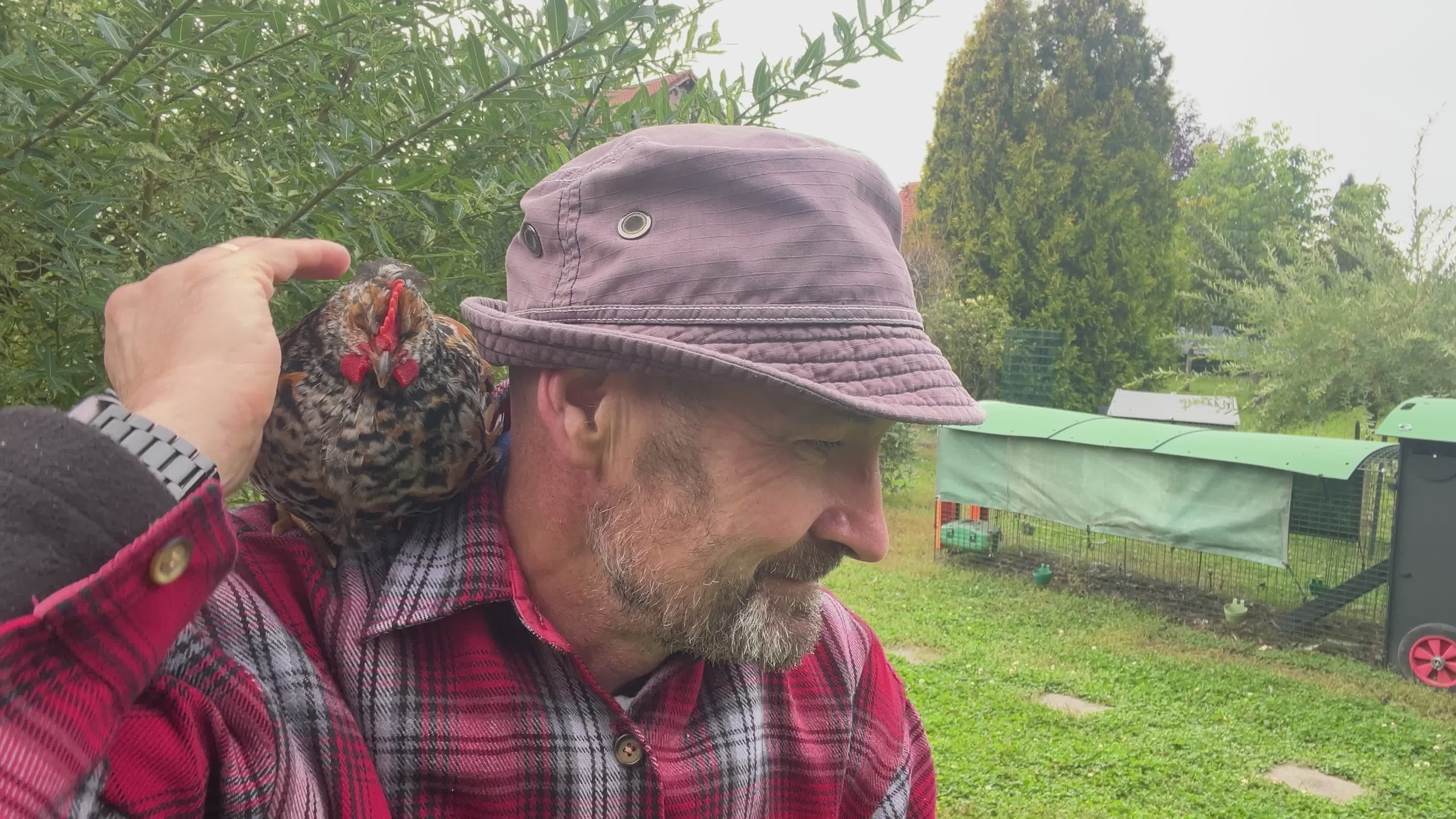Gentle Farm Life: Man with Chicken on Shoulder Free Stock Video Footage ...