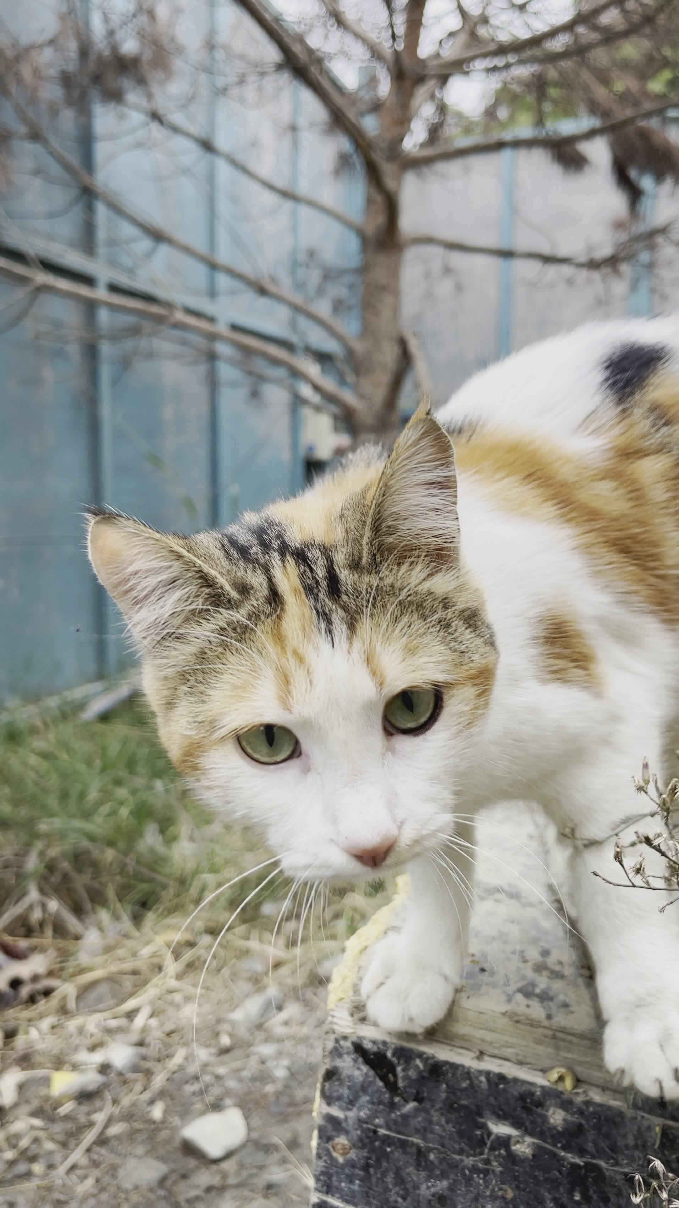 Vídeos de stock gratuitos sobre adorable, al aire libre, amigo felino ...