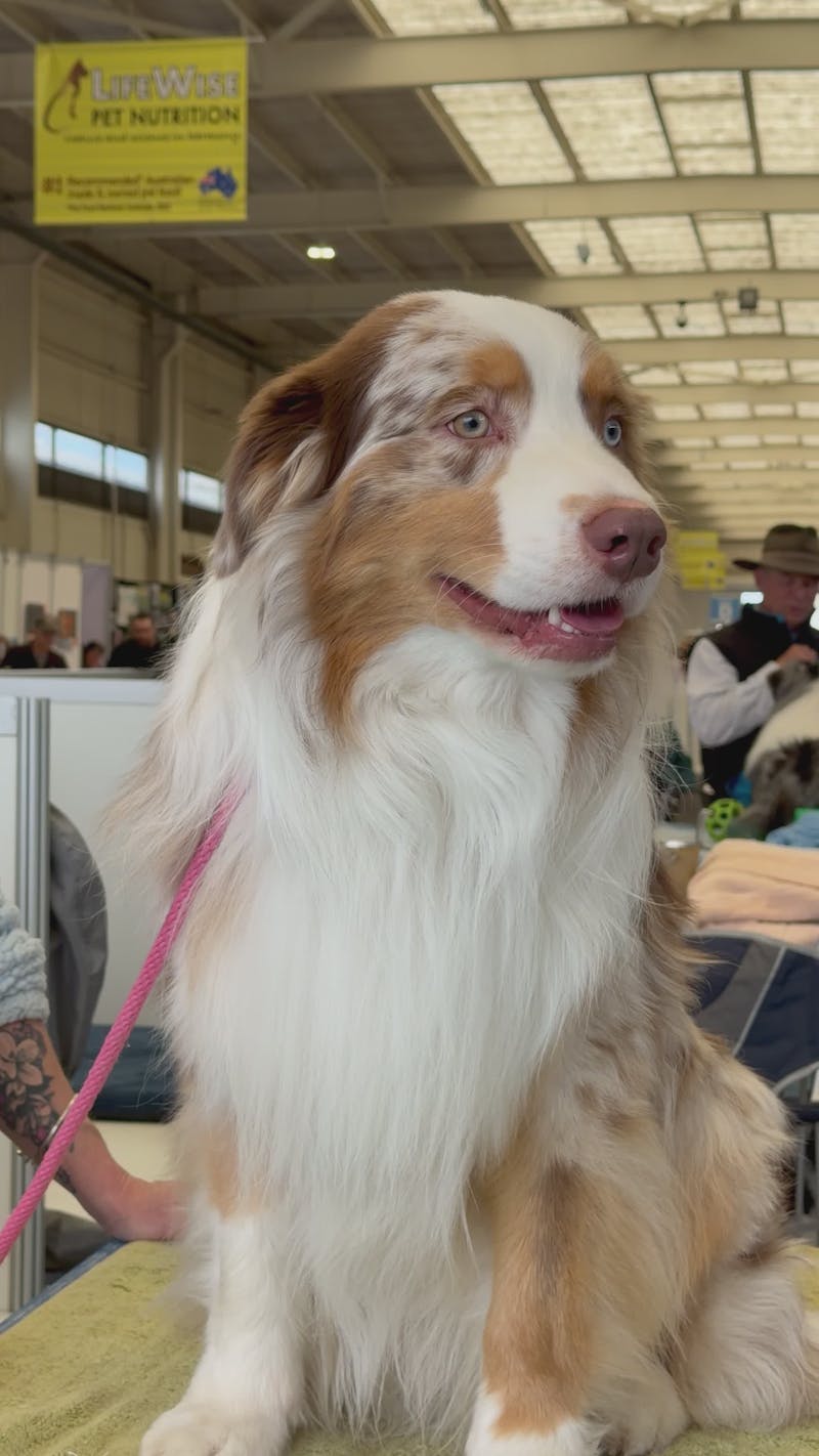 Animated Dogs Videos, Download The BEST Free 4k Stock Video Footage ...