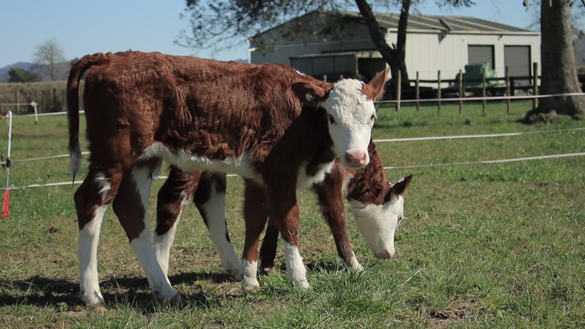 Grazing Cows on a Sunny Pasture Farm Free Stock Video Footage, Royalty-Free 4K & HD Video Clip