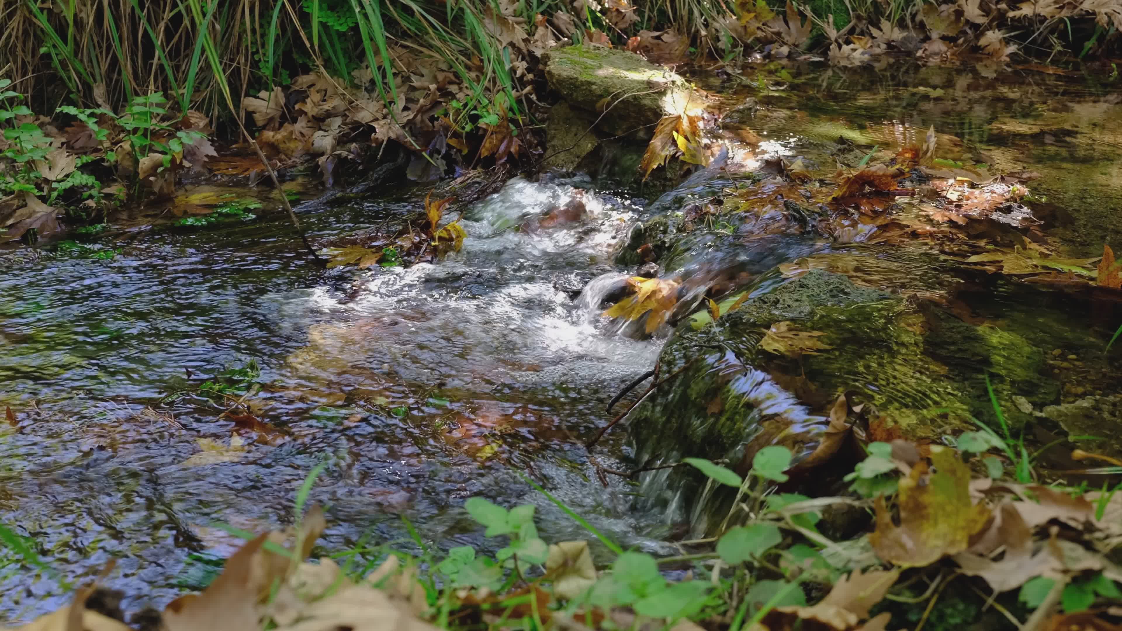Serene Autumn Stream in Tranquil Woodland Free Stock Video Footage ...