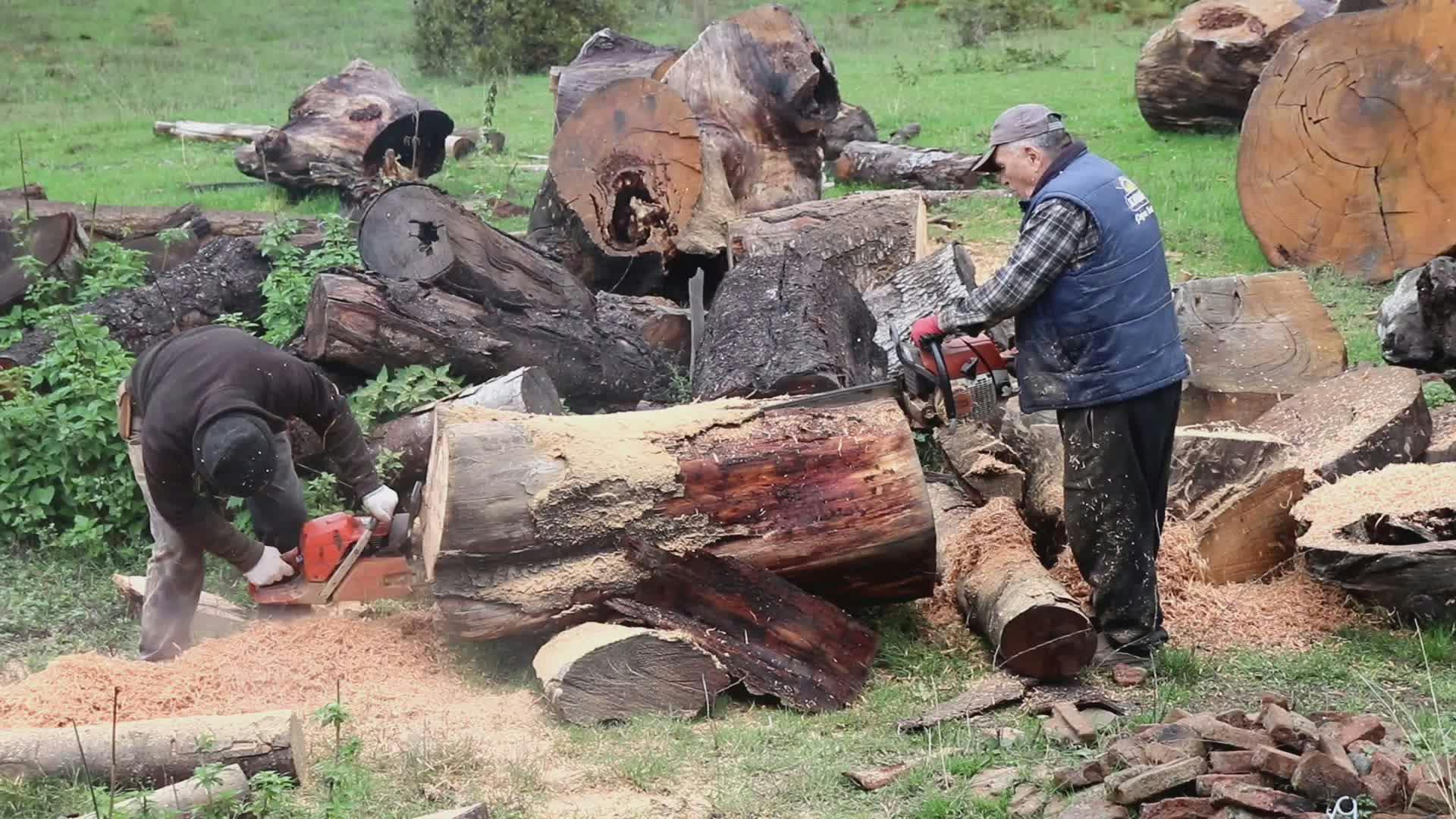 Two Lumberjacks Cutting Logs with Chainsaws Free Stock Video Footage ...