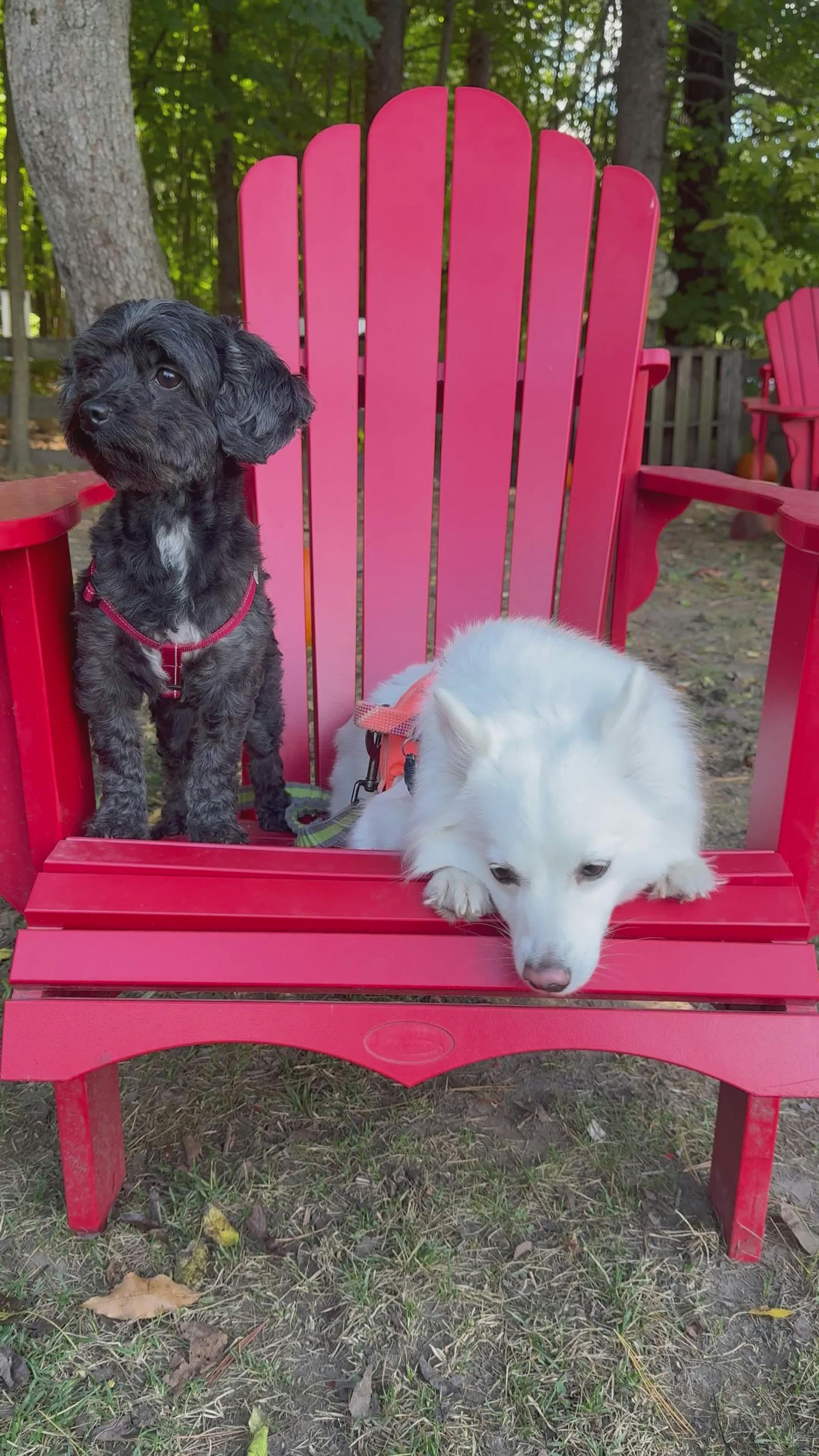 Animated Dogs Videos, Download The BEST Free 4k Stock Video Footage ...