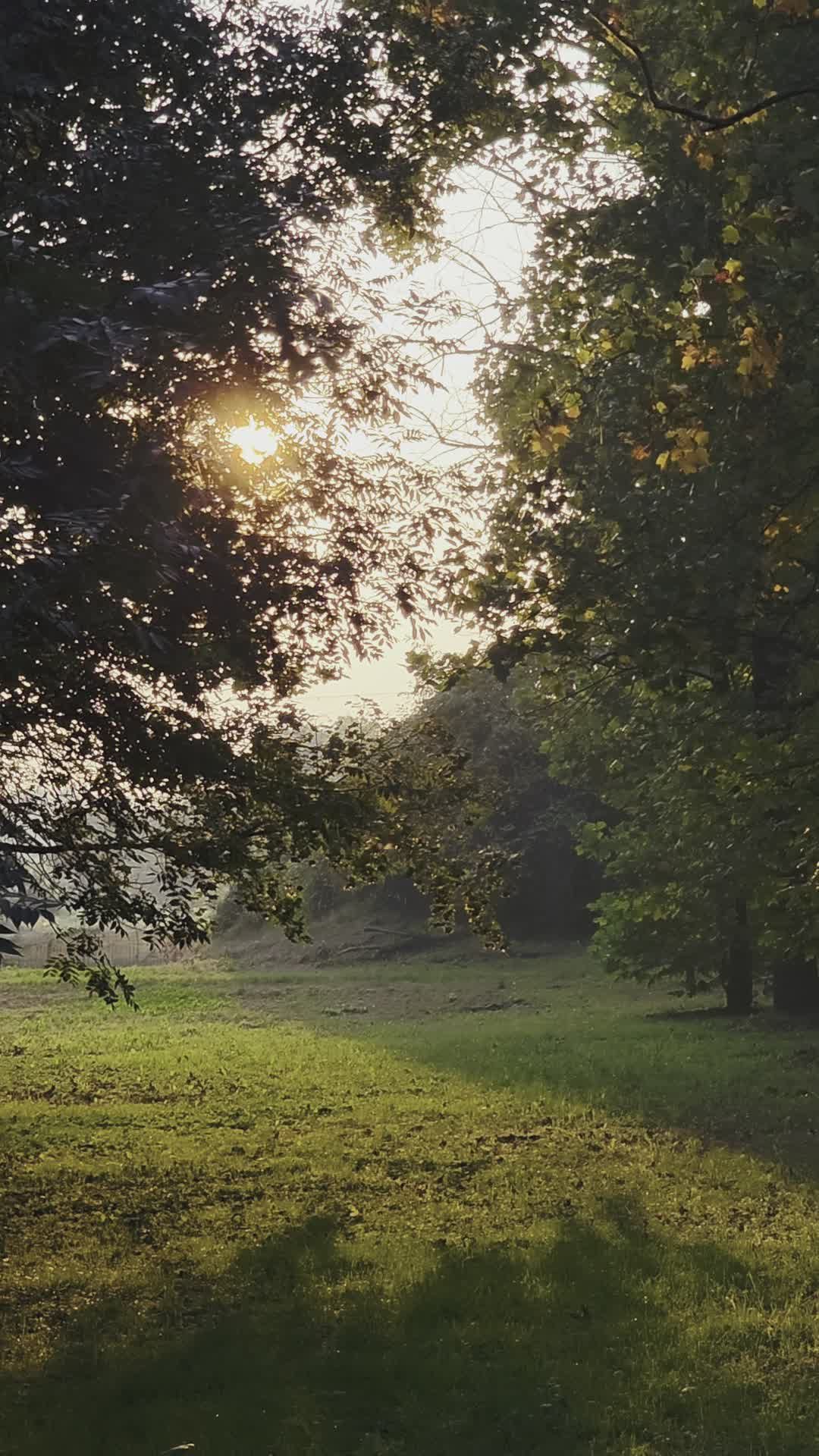 Sunlit Autumn Park Scene with Tall Trees Free Stock Video Footage ...