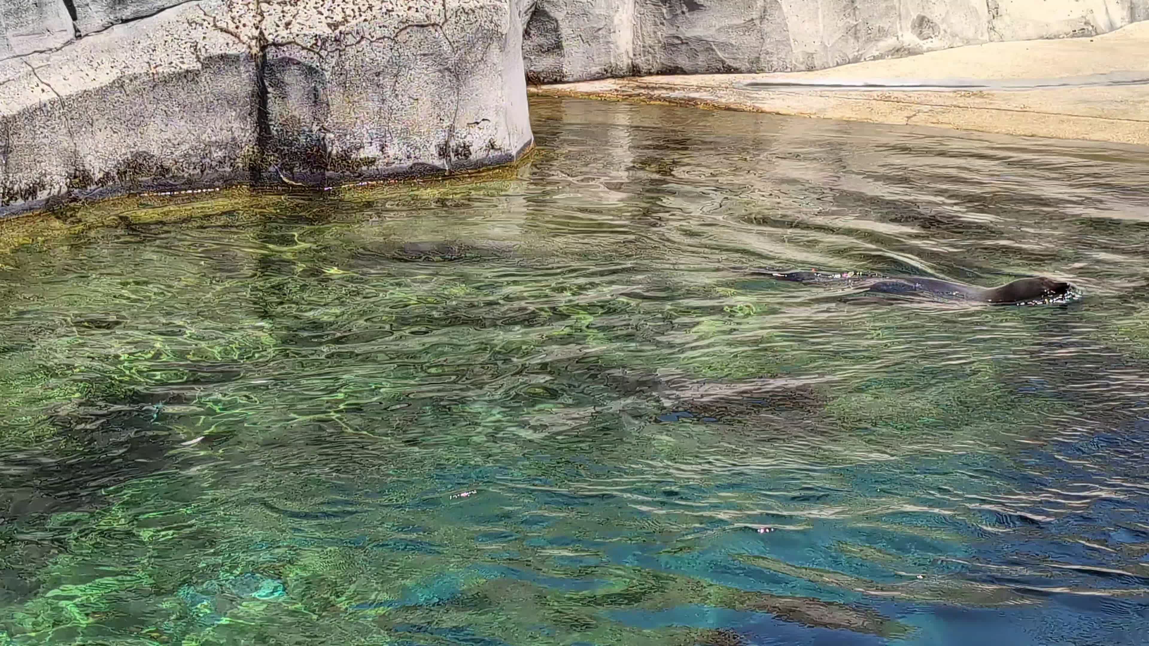 Aquatic Life in a Tranquil Zoo Setting Free Stock Video Footage ...