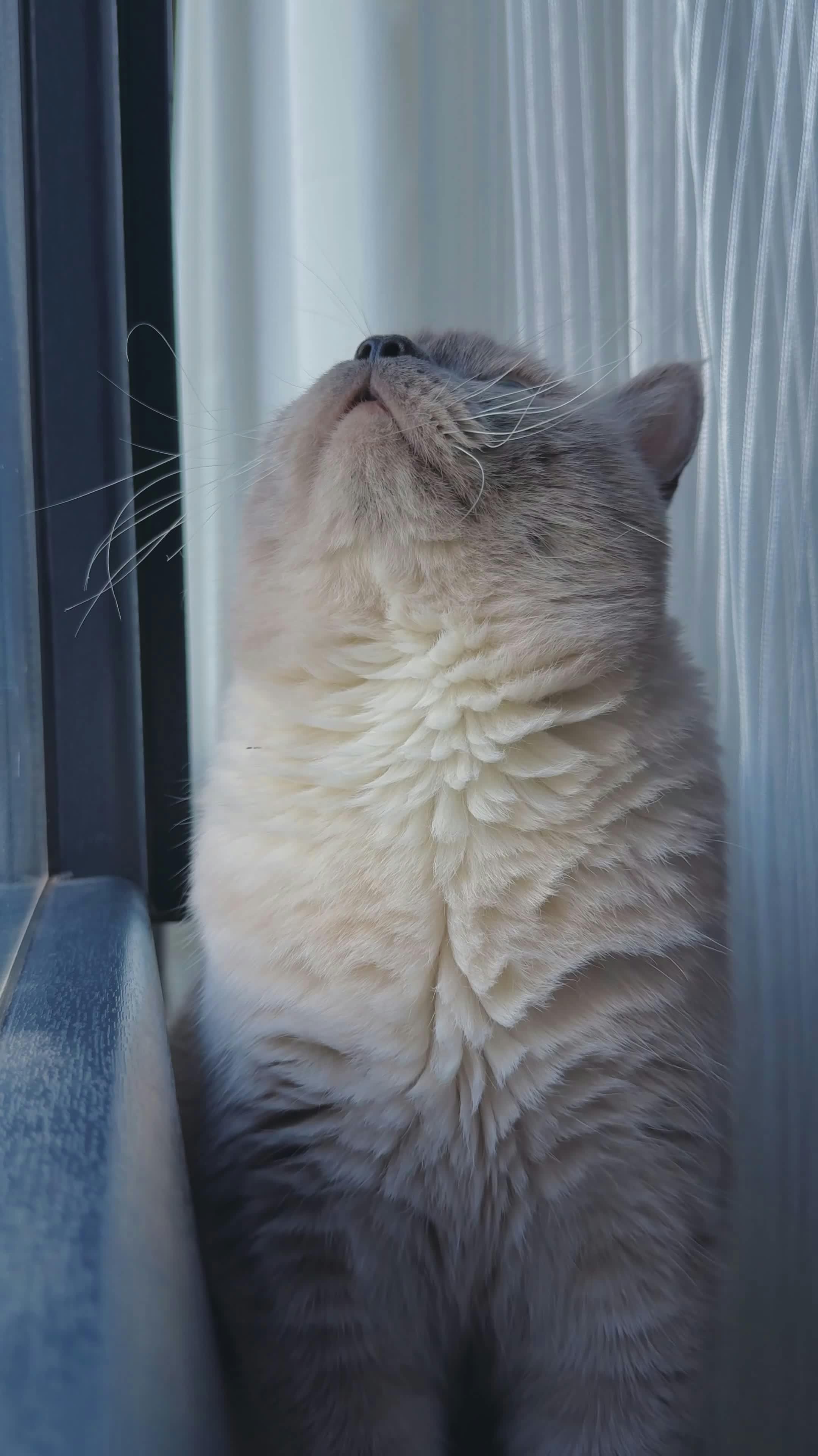 Información Sobre British Blue Point · Vídeo de stock gratuito