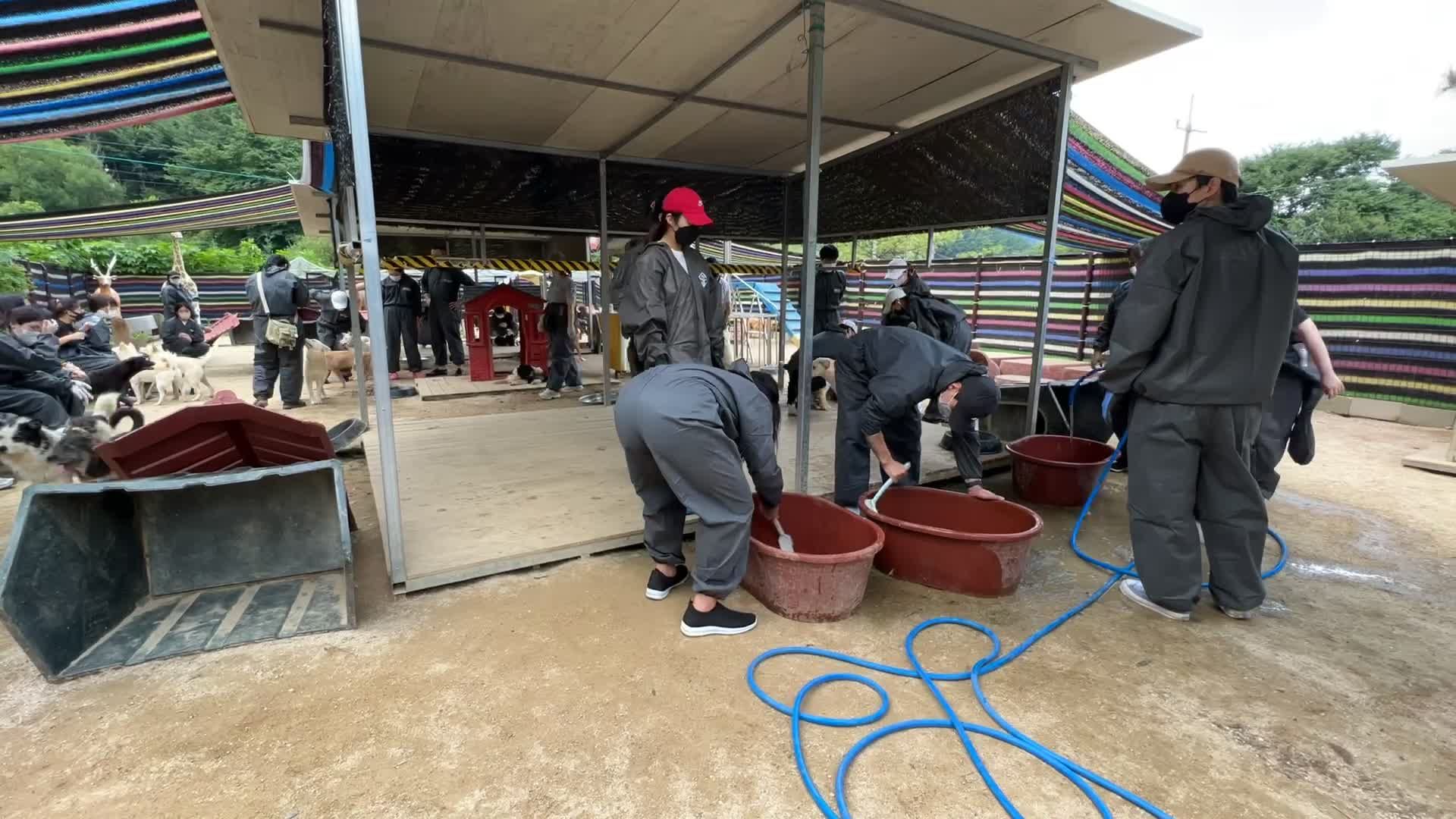 Dedicated Volunteers at Animal Shelter Work Together Free Stock Video ...