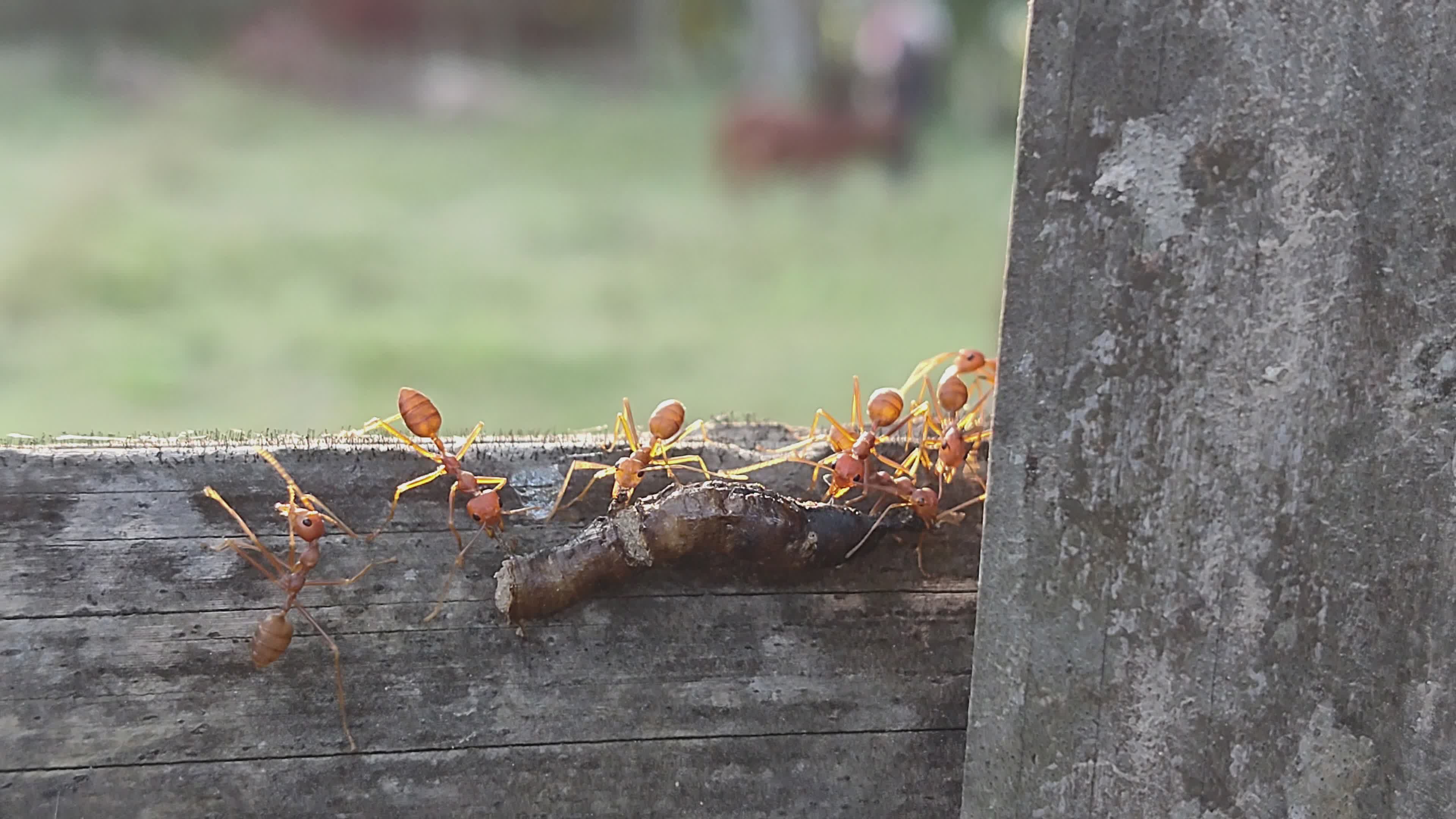 Red Ants Collaborating on Wooden Fence Free Stock Video Footage ...