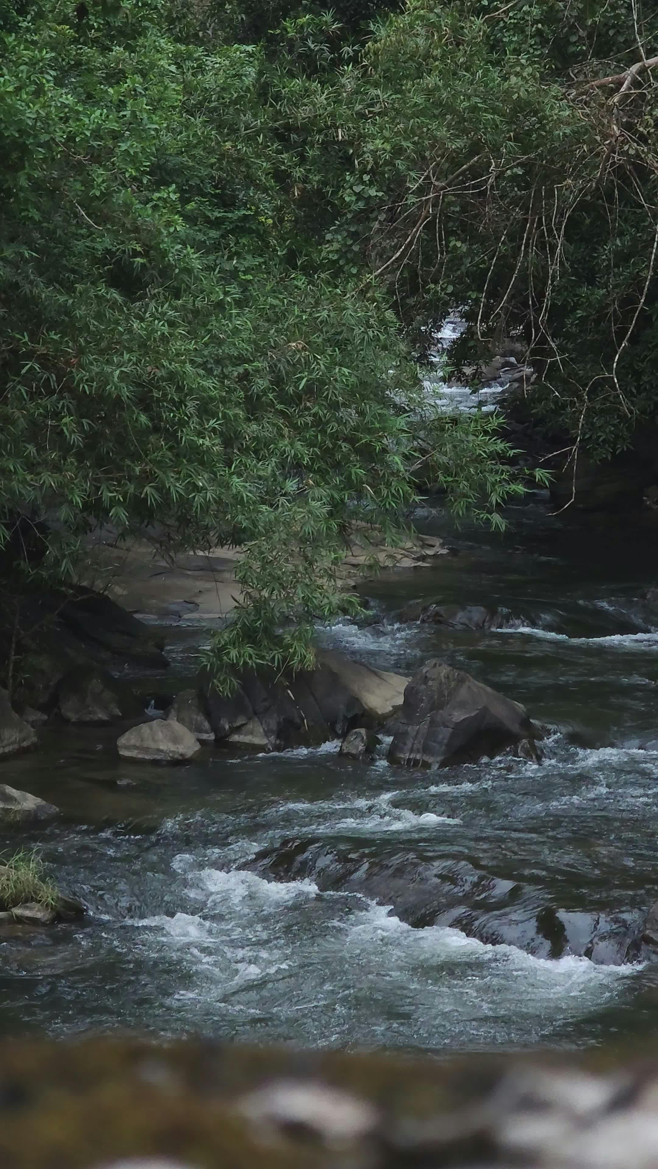 Tranquil River Flowing Through Lush Forest Free Stock Video Footage ...