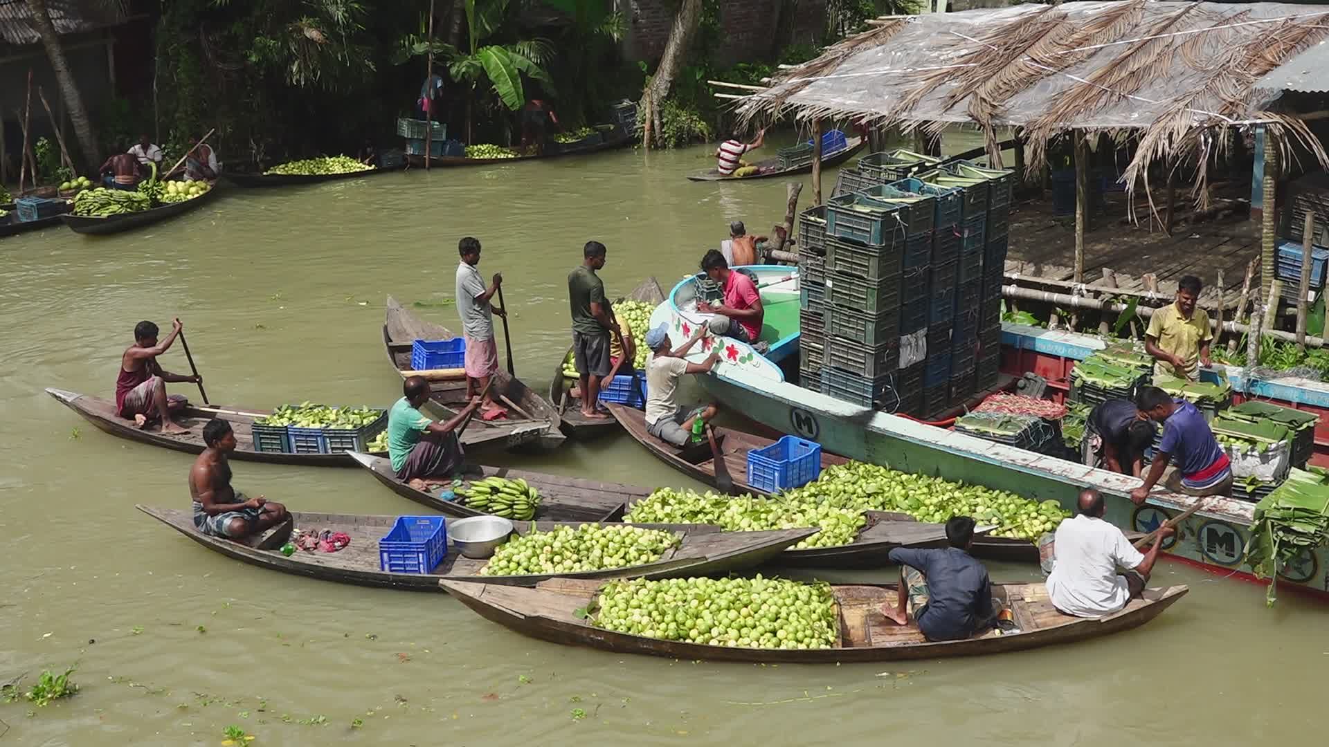 Vibrant Floating Guava Market in Bangladesh Free Stock Video Footage ...