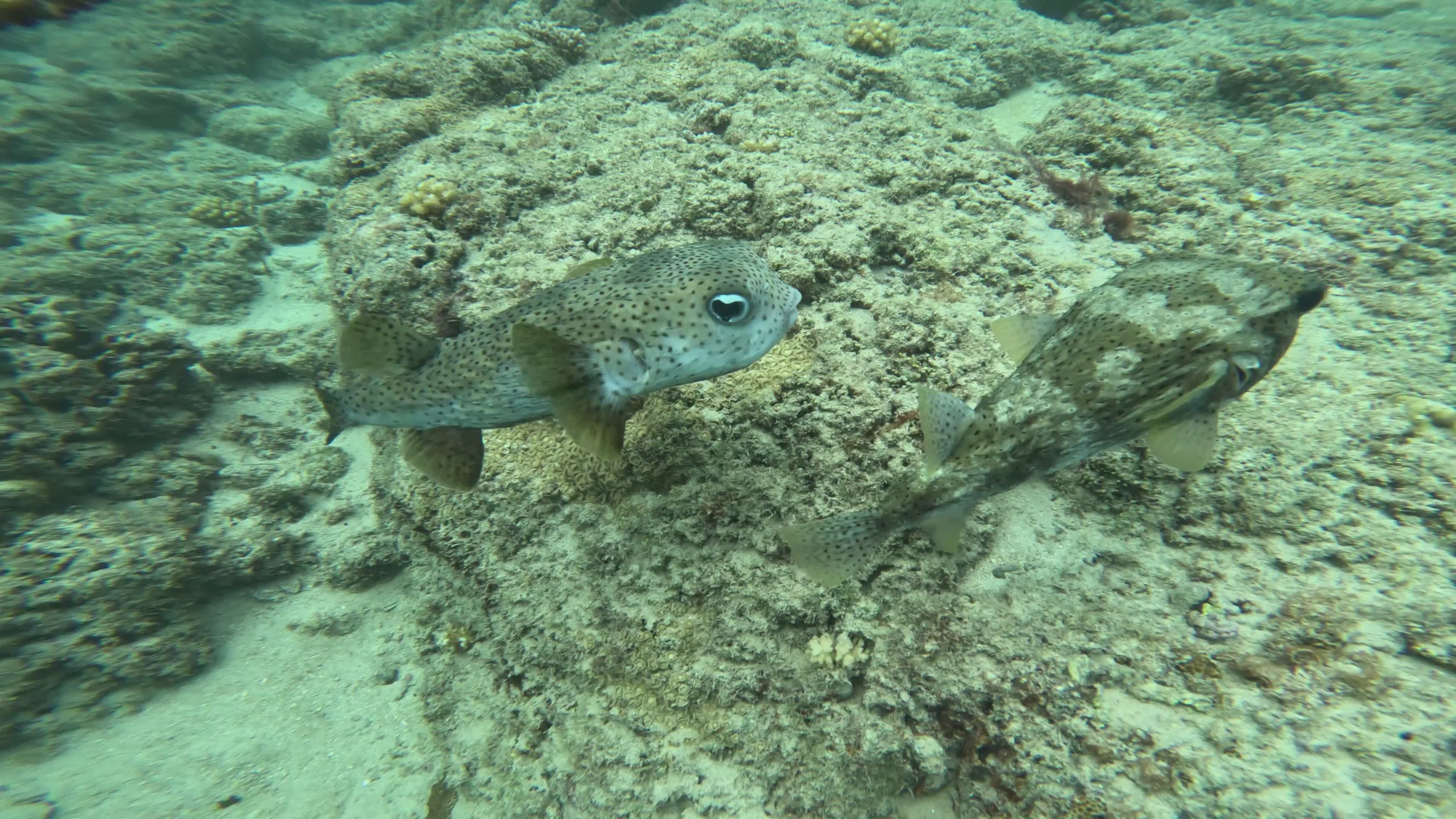 Underwater View of Pufferfish Swimming Coral Reef Free Stock Video ...