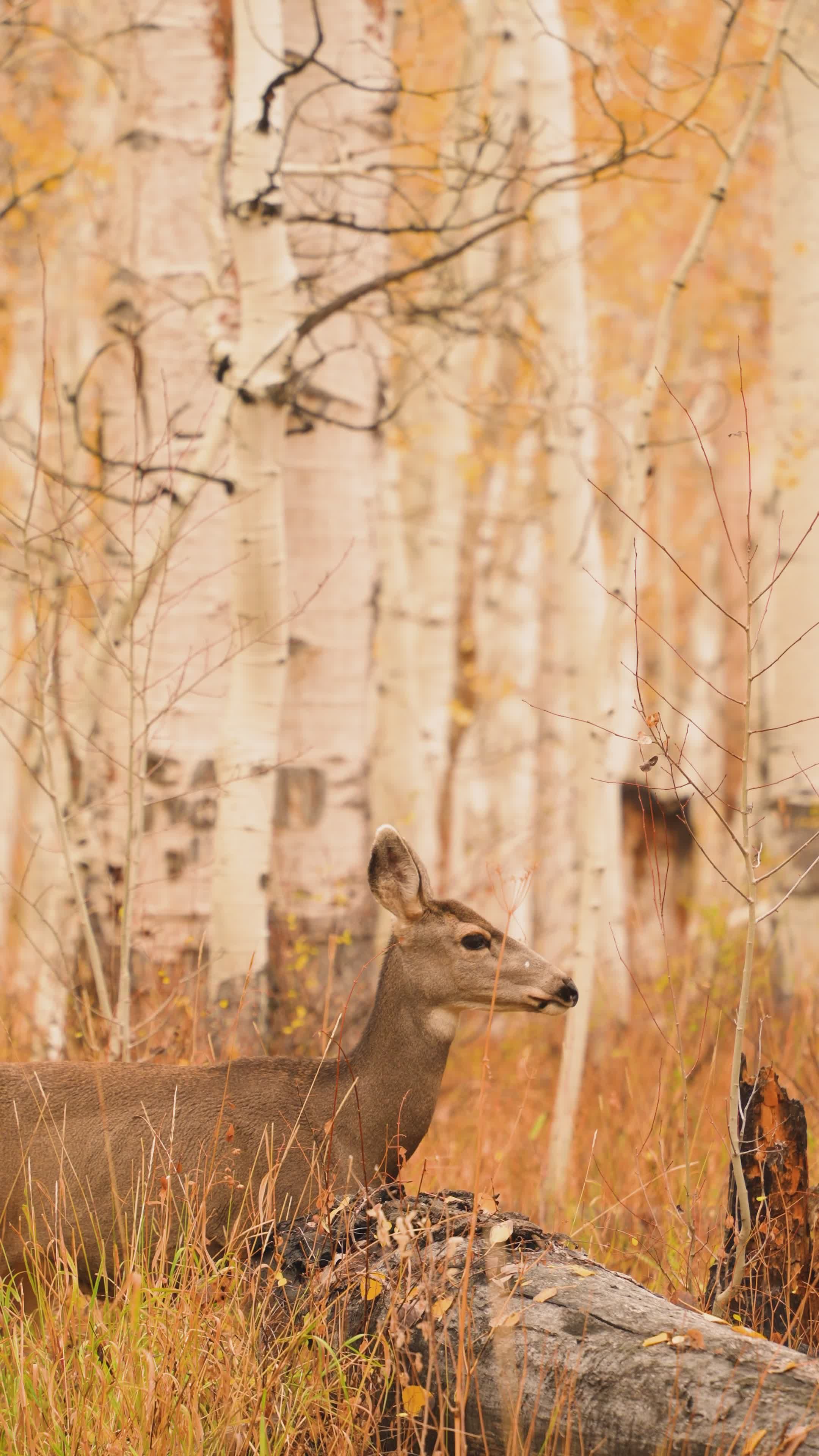Deer in Autumn Birch Forest Scenery Free Stock Video Footage, Royalty ...