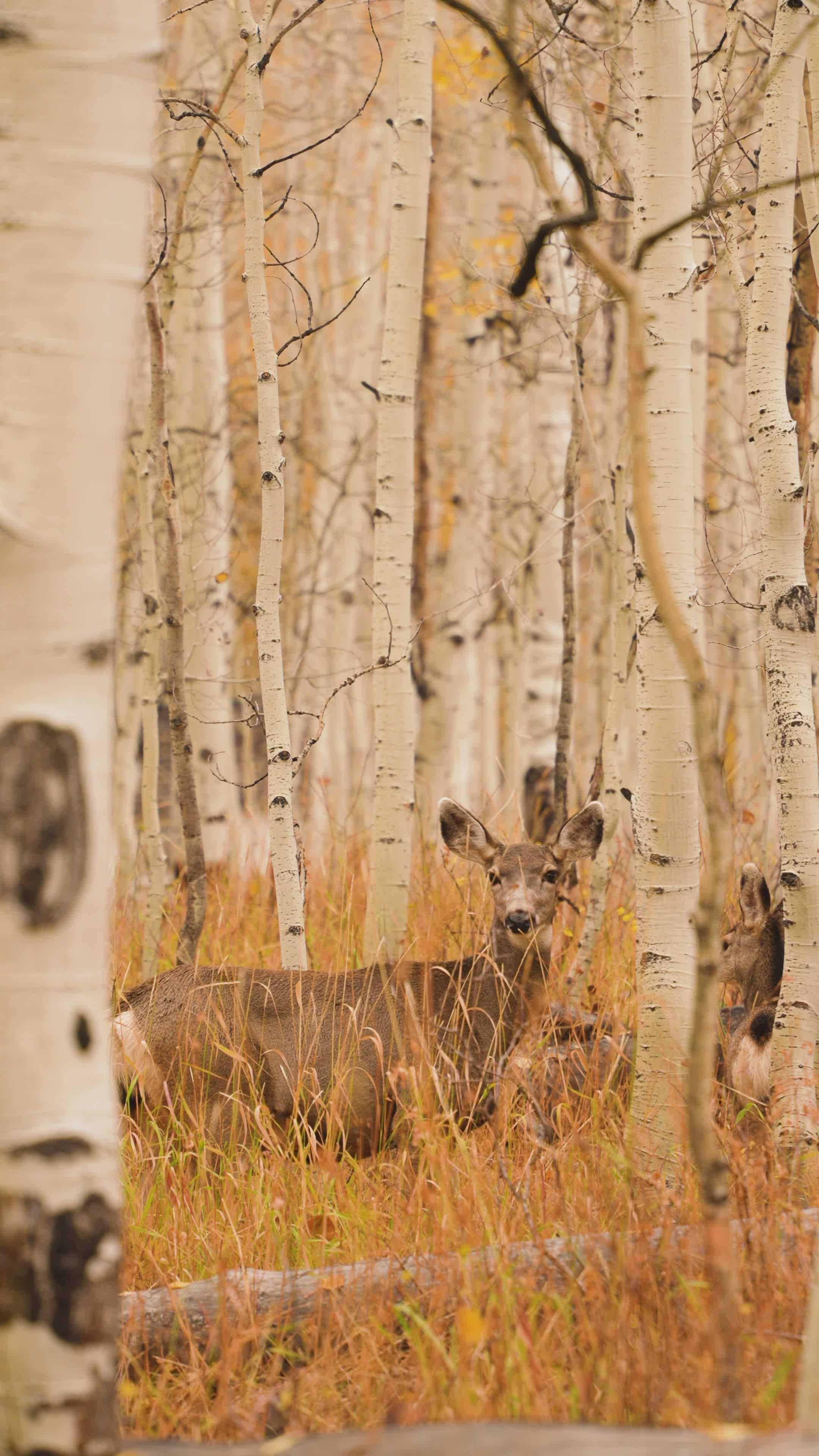 Wild Deer in Autumn Birch Forest Free Stock Video Footage, Royalty-Free ...