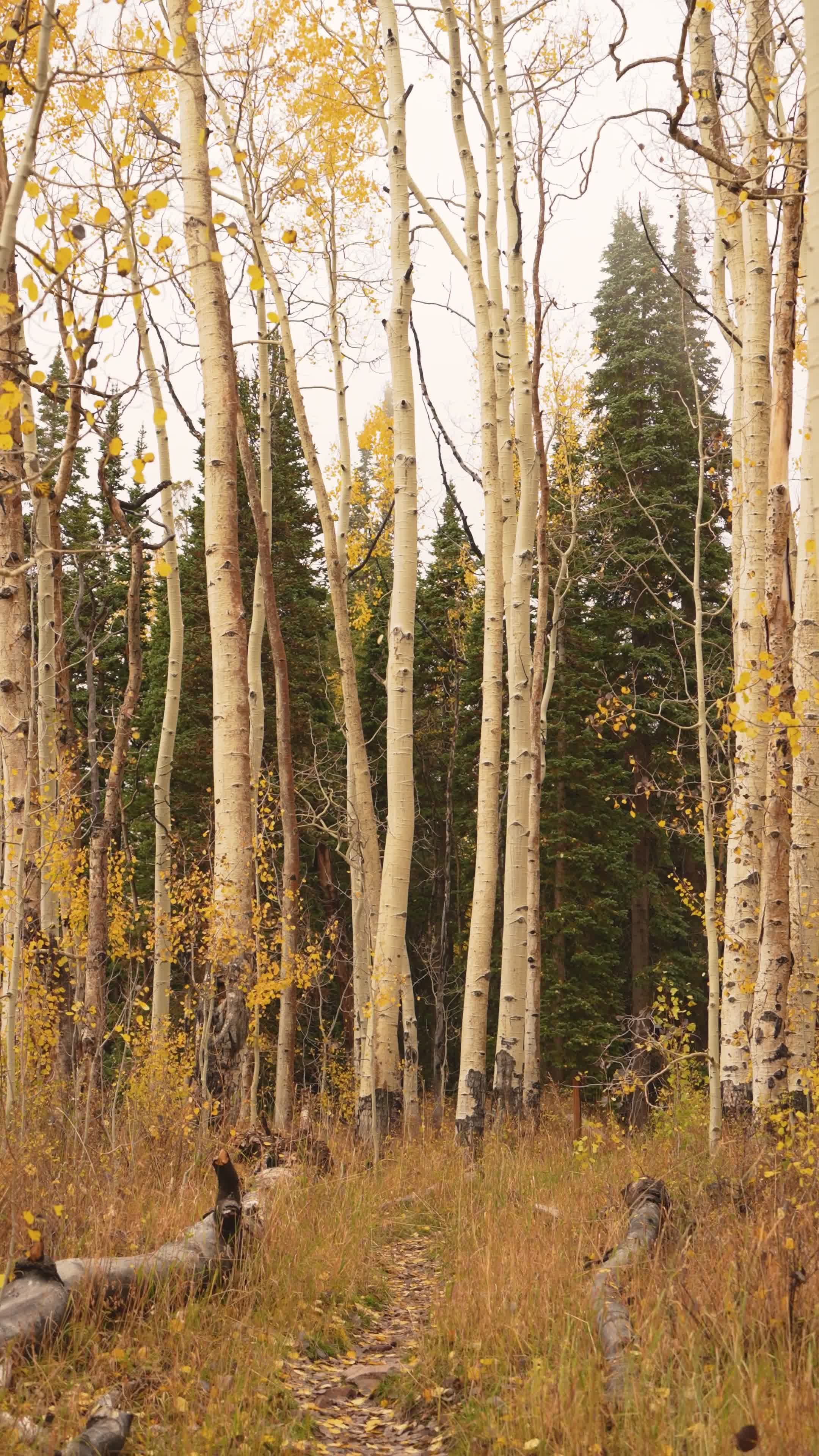 Bosque De Abedules Otoñales En Las Montañas De La Sal · Vídeo de stock ...