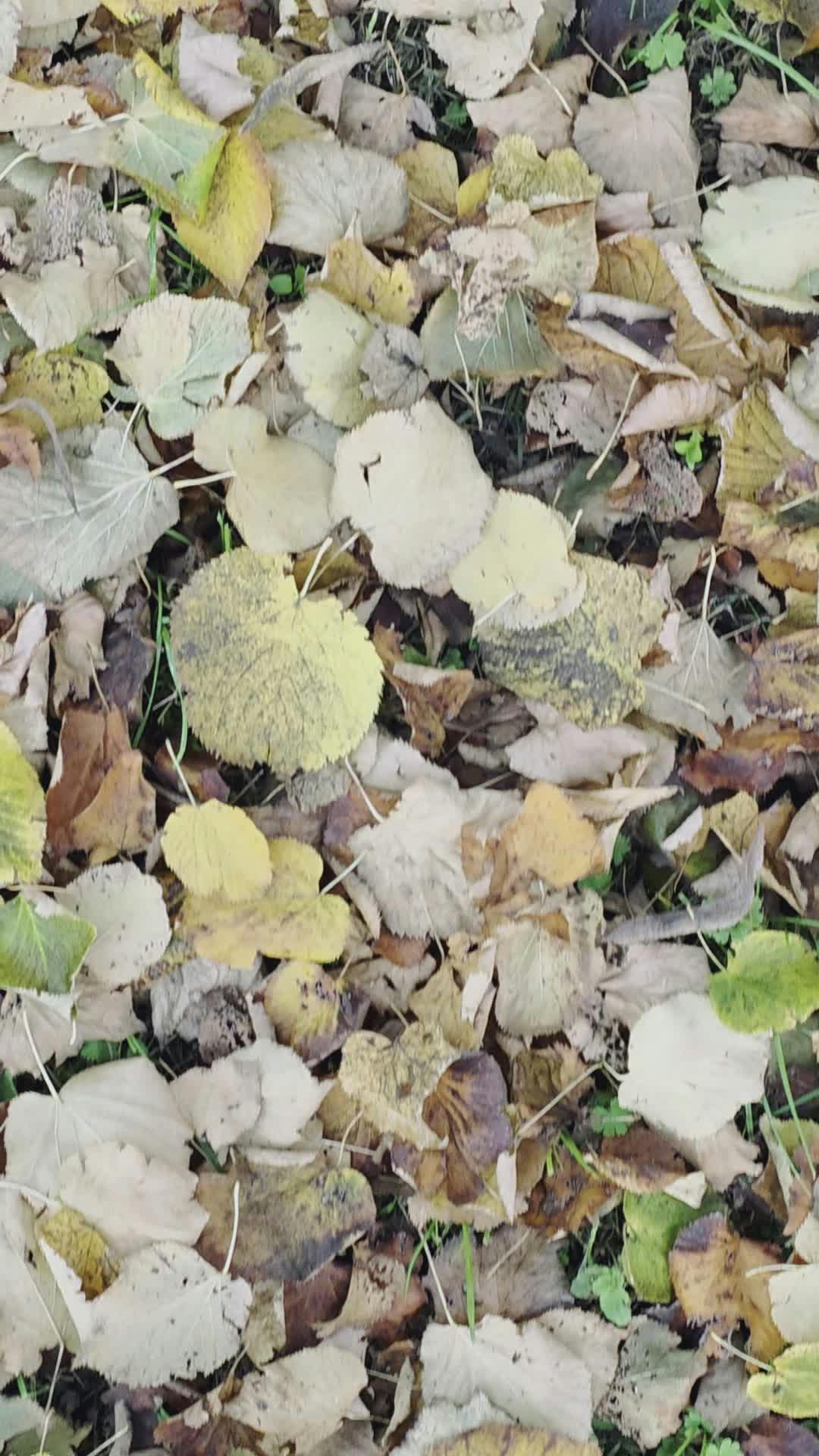 Autumn Leaf Drifting on Tranquil Stream Free Stock Video Footage ...