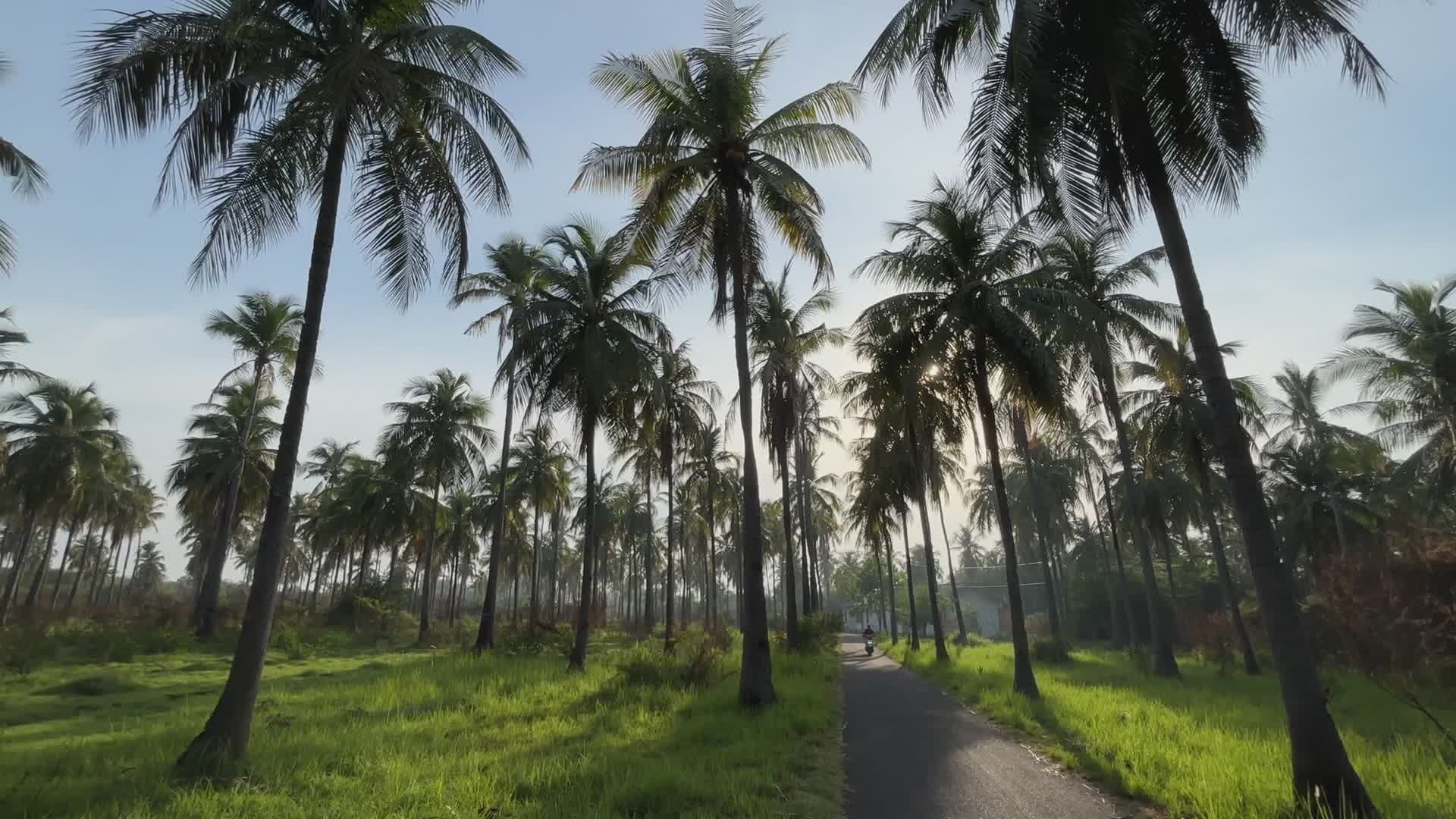 Serene Morning Walk Through Tropical Palm Grove Free Stock Video ...