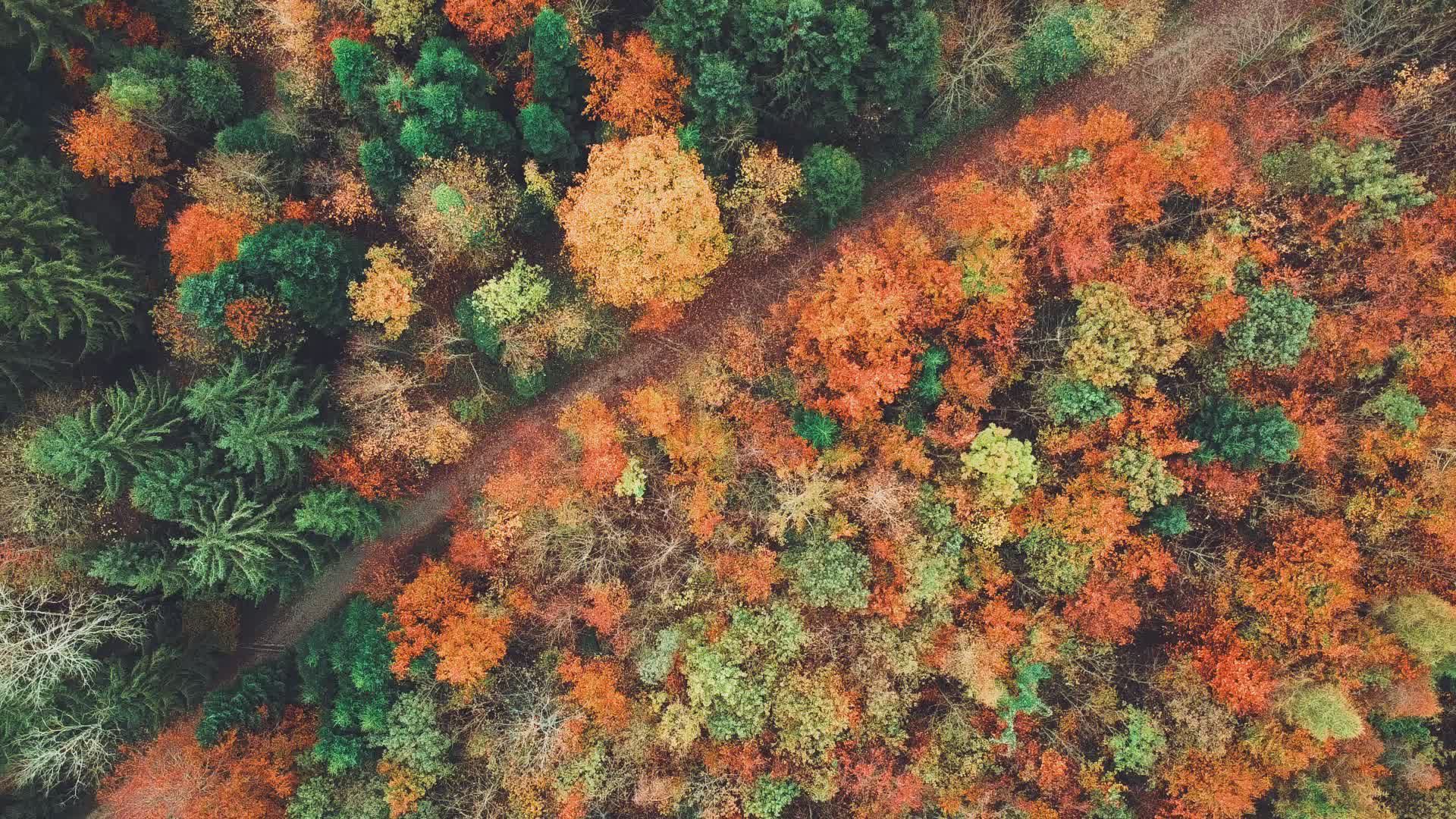 Drone View Of Autumn Colors Free Stock Video Footage, Royalty-Free 4K ...