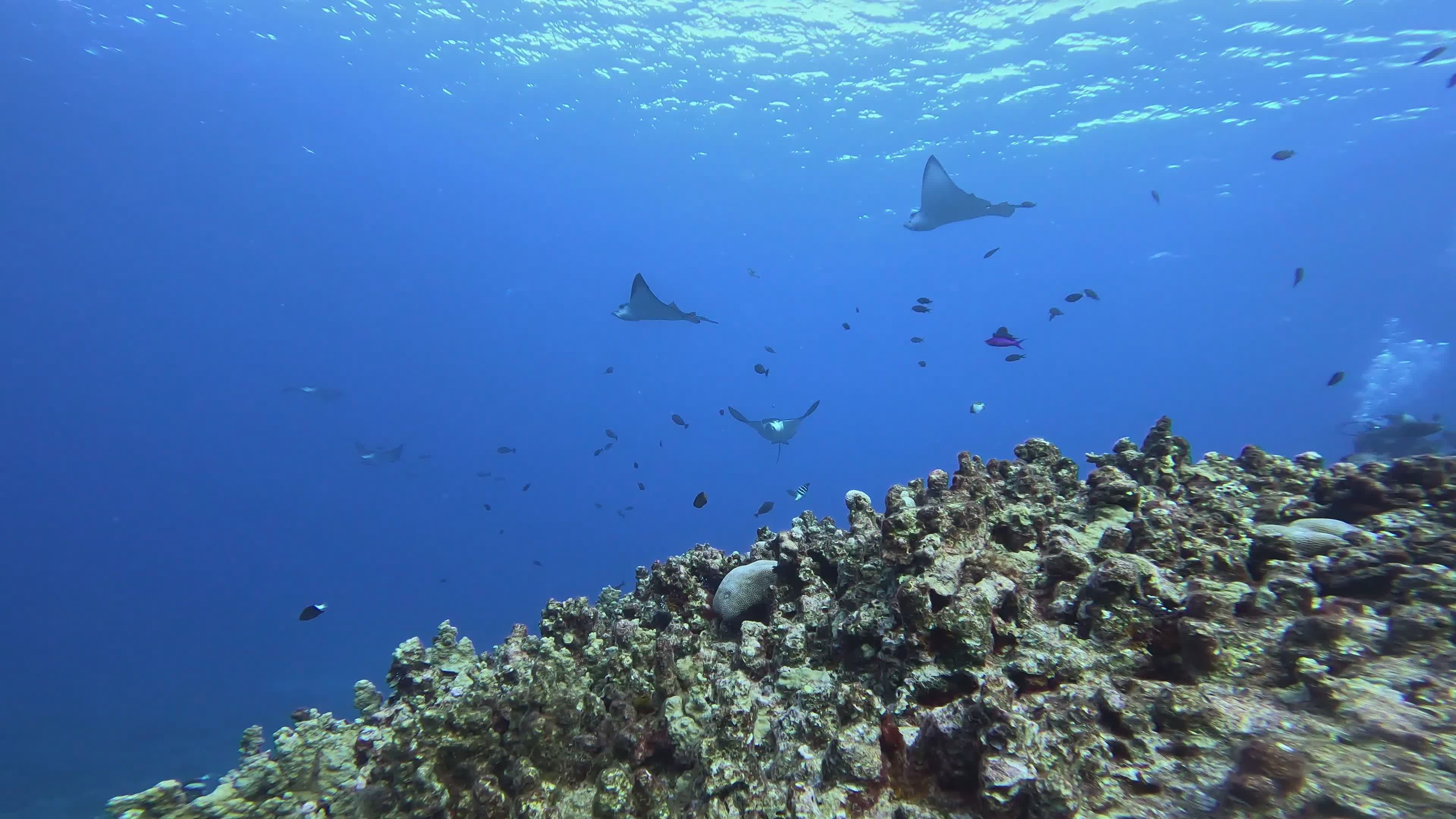 Majestic Eagle Rays Gliding Over Coral Reef Free Stock Video Footage ...