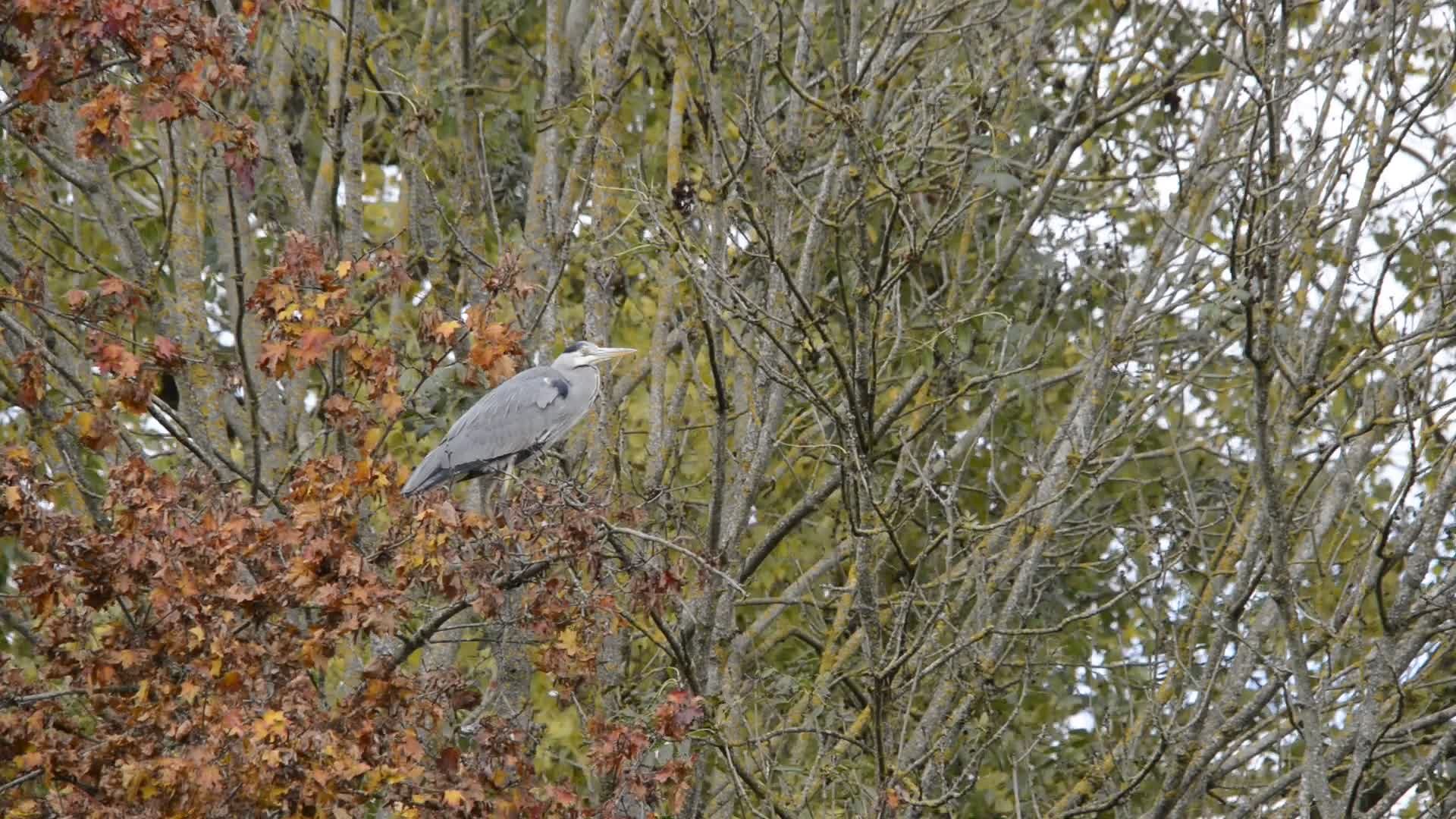 Héron Cendré Perché Au Milieu Des Feuilles D'automne Dans Une Scène ...