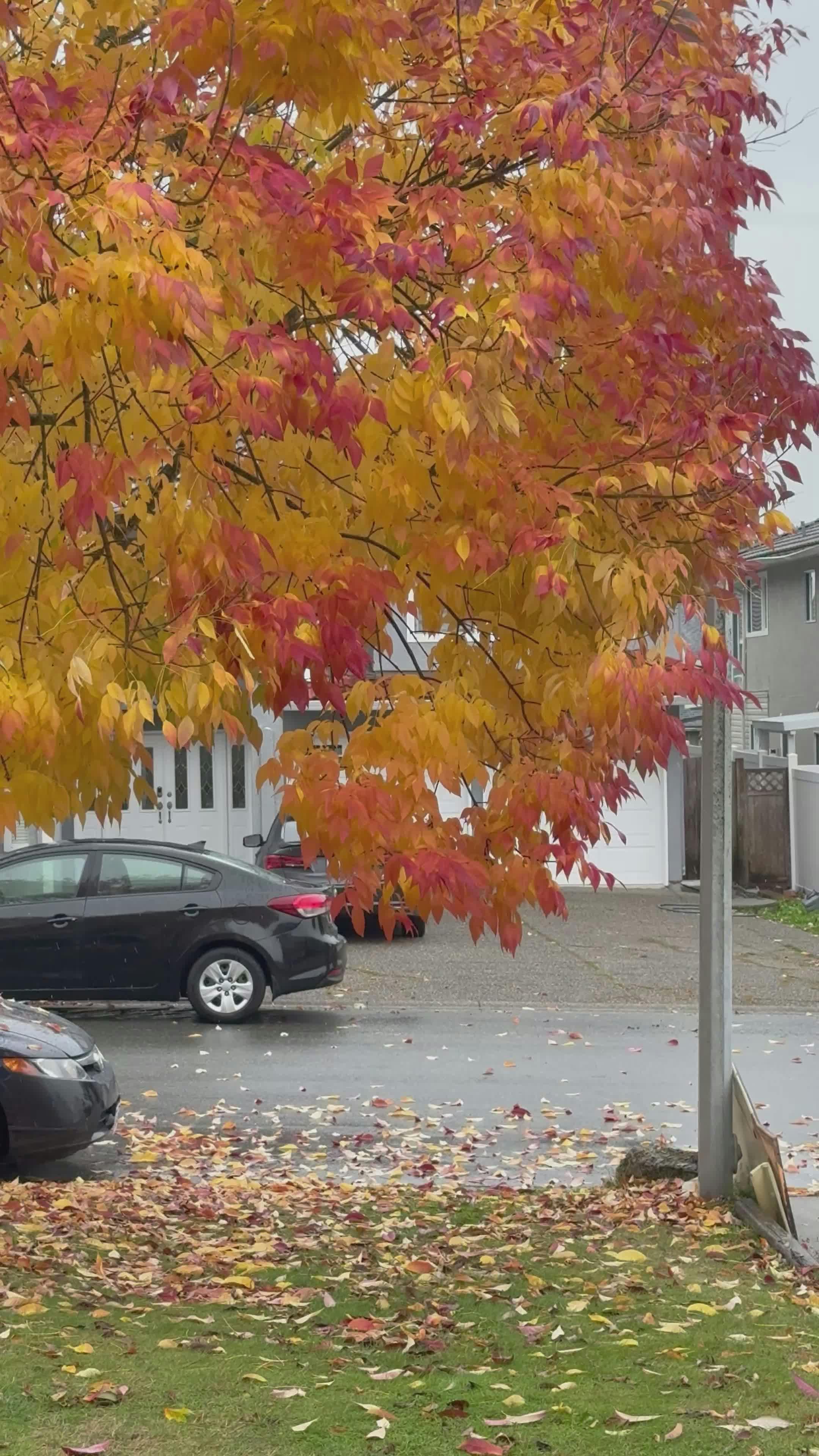 Vibrant Fall Foliage in Suburban Neighborhood Free Stock Video Footage ...