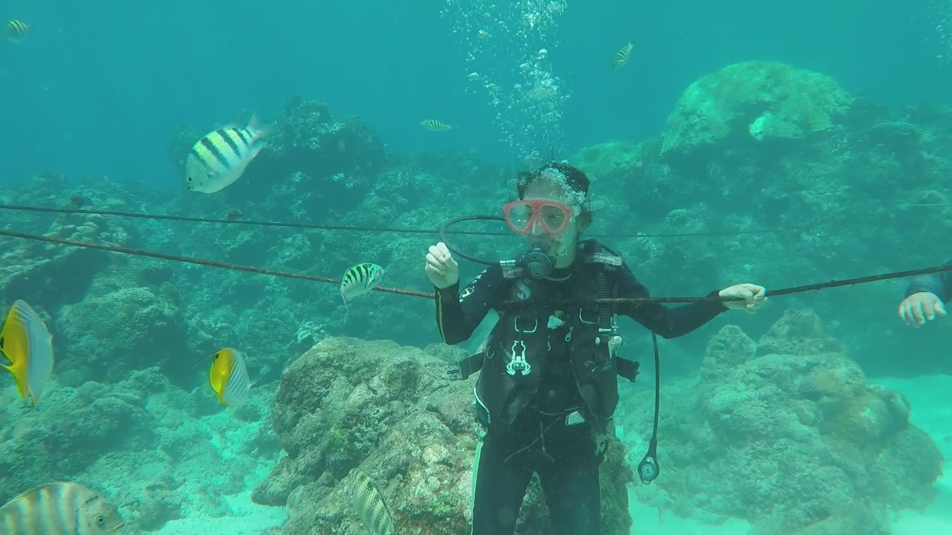Scuba Diving Adventure with Tropical Fish Free Stock Video Footage ...