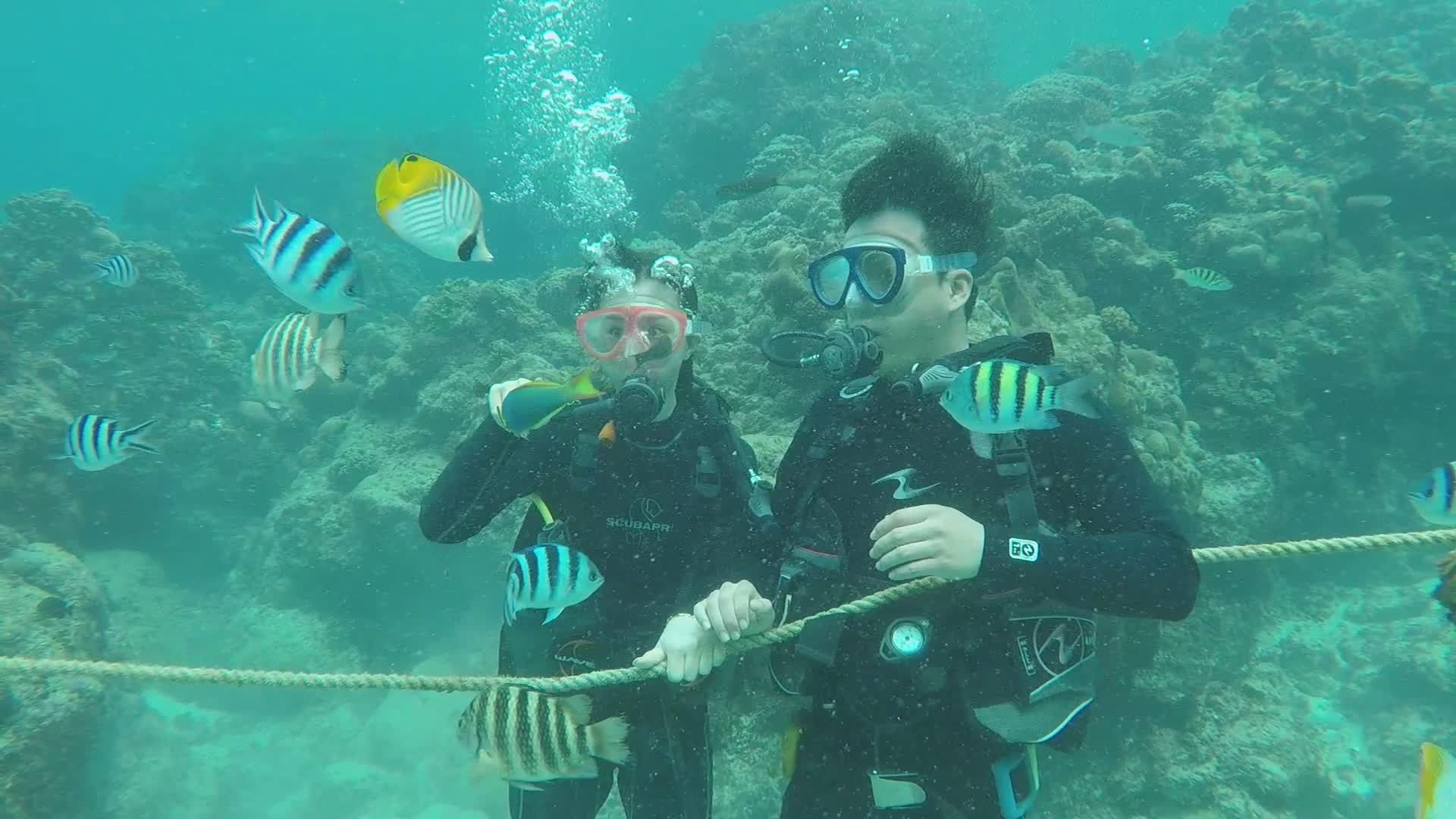 Scuba Diving Adventure with Tropical Fish Free Stock Video Footage ...