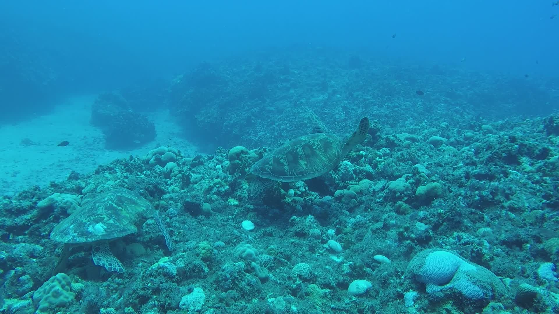 Tortugas Marinas Pacíficas En El Hábitat De Los Arrecifes De Coral ...