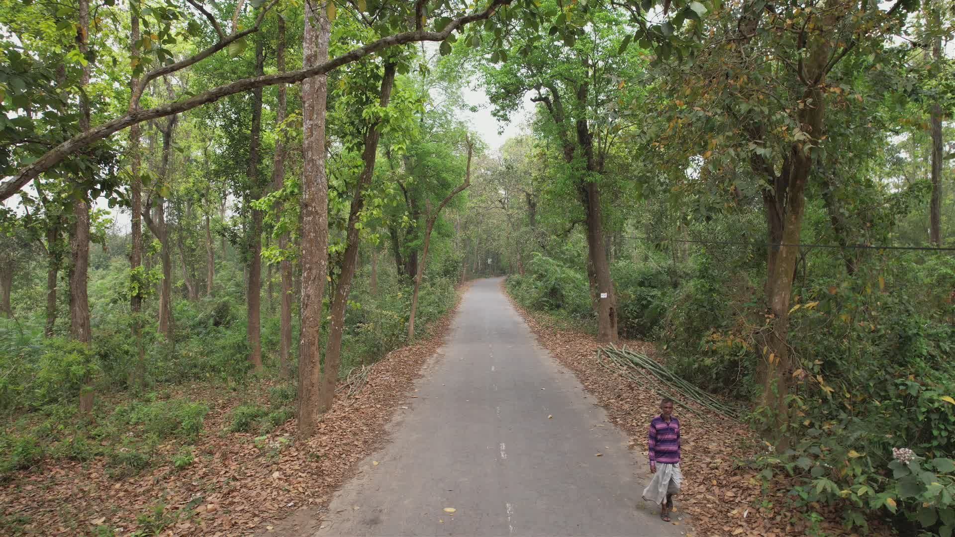 Serene Drive Through Modhutila Eco Park Free Stock Video Footage ...