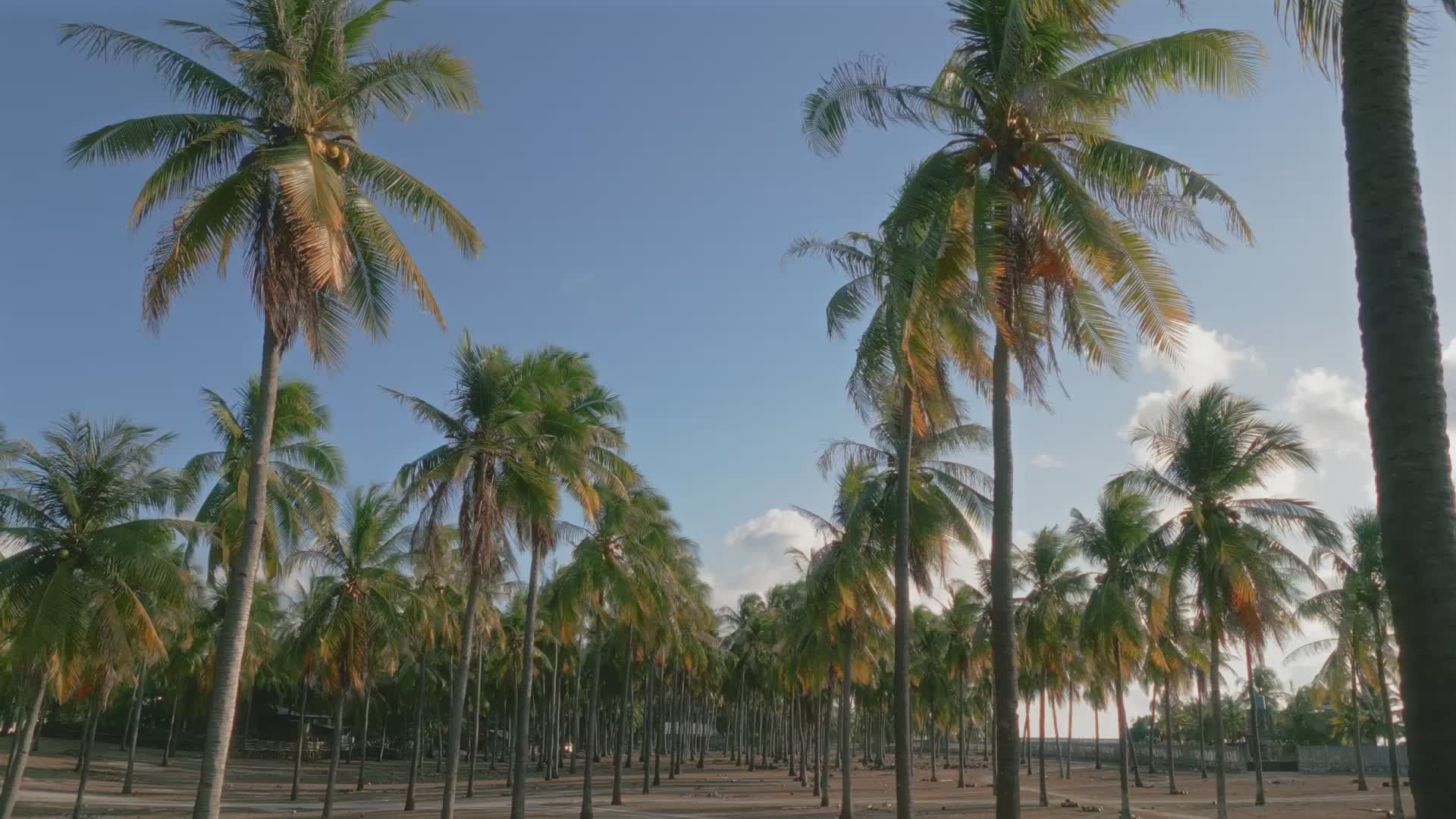 Peaceful Palm Tree Grove Under Blue Sky Free Stock Video Footage ...