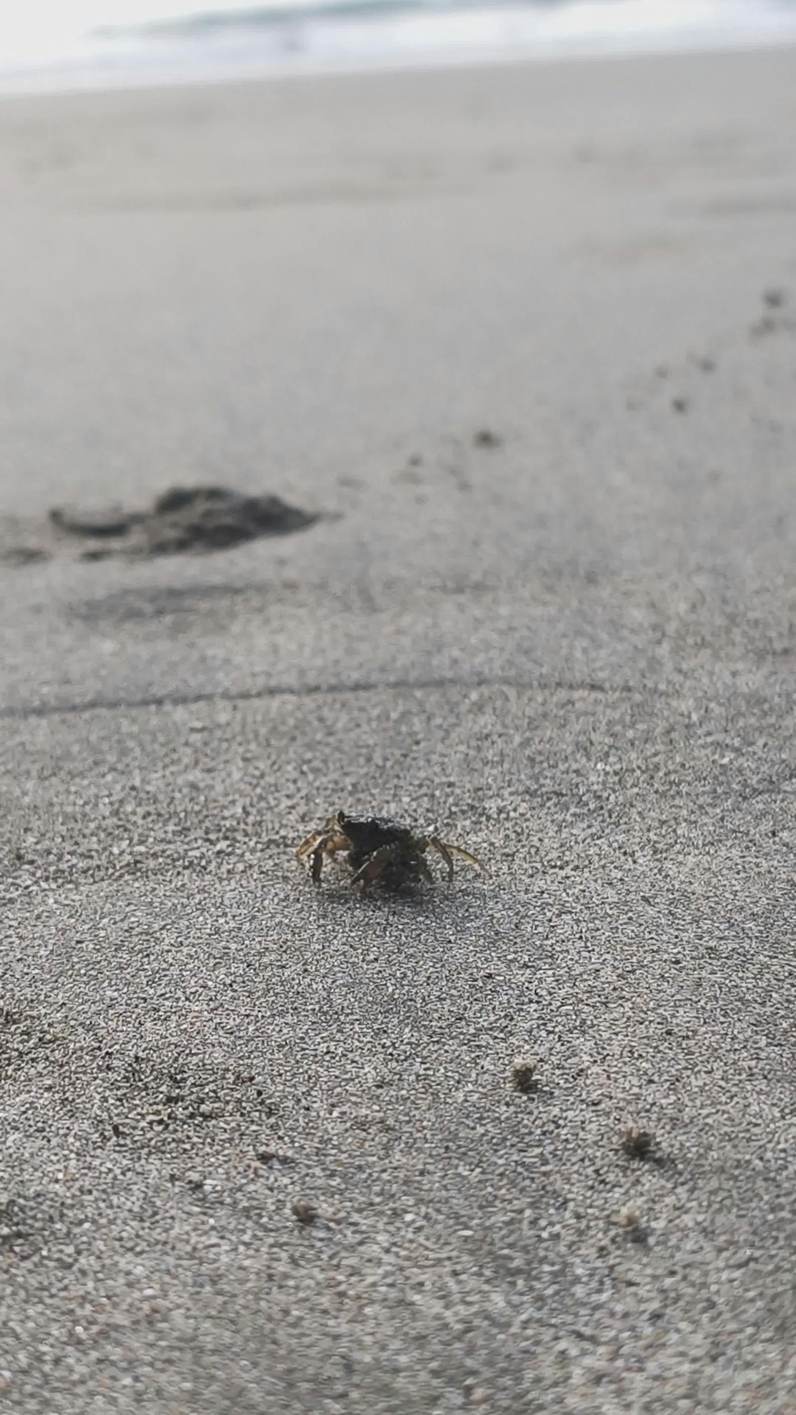 Flowers Animation Videos, Download The BEST Free 4k Stock Video Footage ...