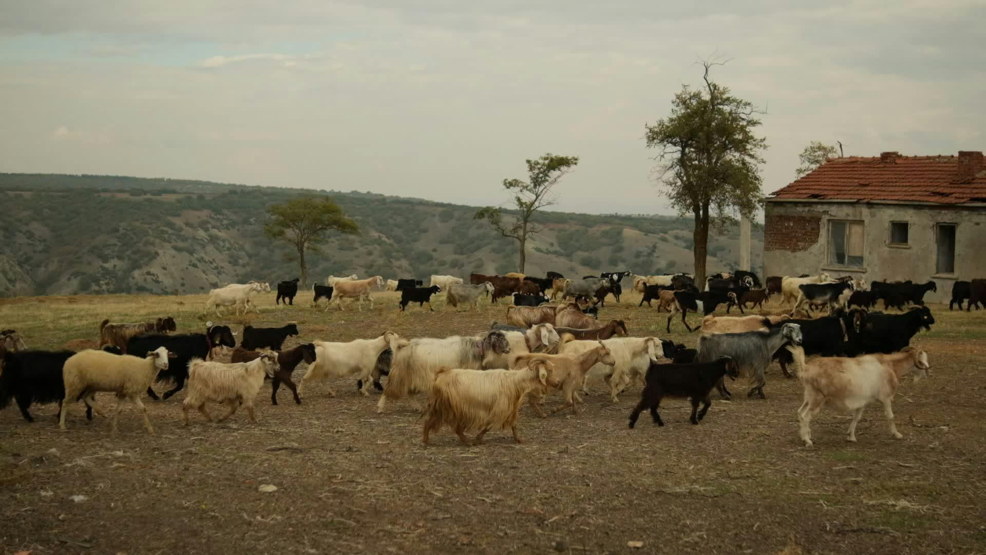 Beautiful+Hanging+Breasts+Bouncing Videos, Download The BEST Free 4k ...