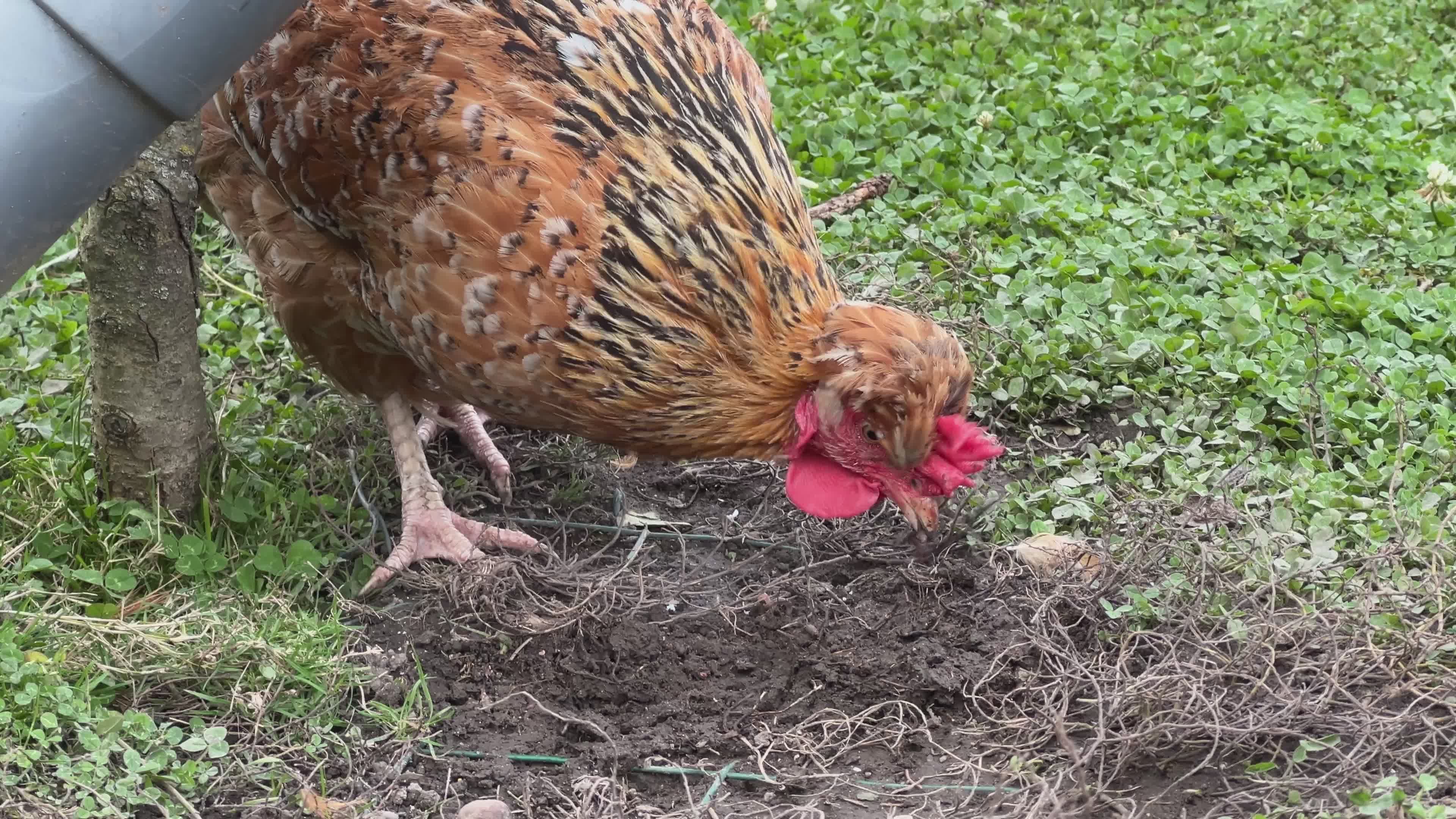 Forrageamento De Galinhas Em Um Ambiente Rural Verdejante · Vídeo ...