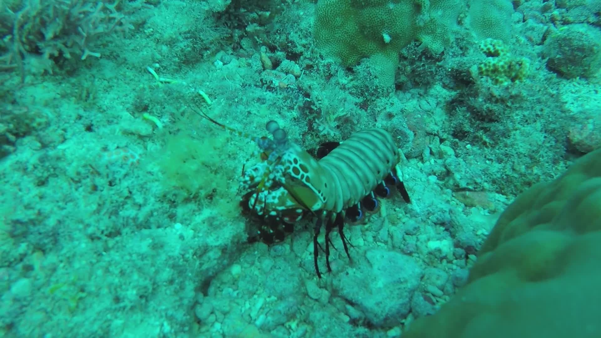 Imágenes De Exploración Submarina De Camarones Mantis · Vídeo de stock ...