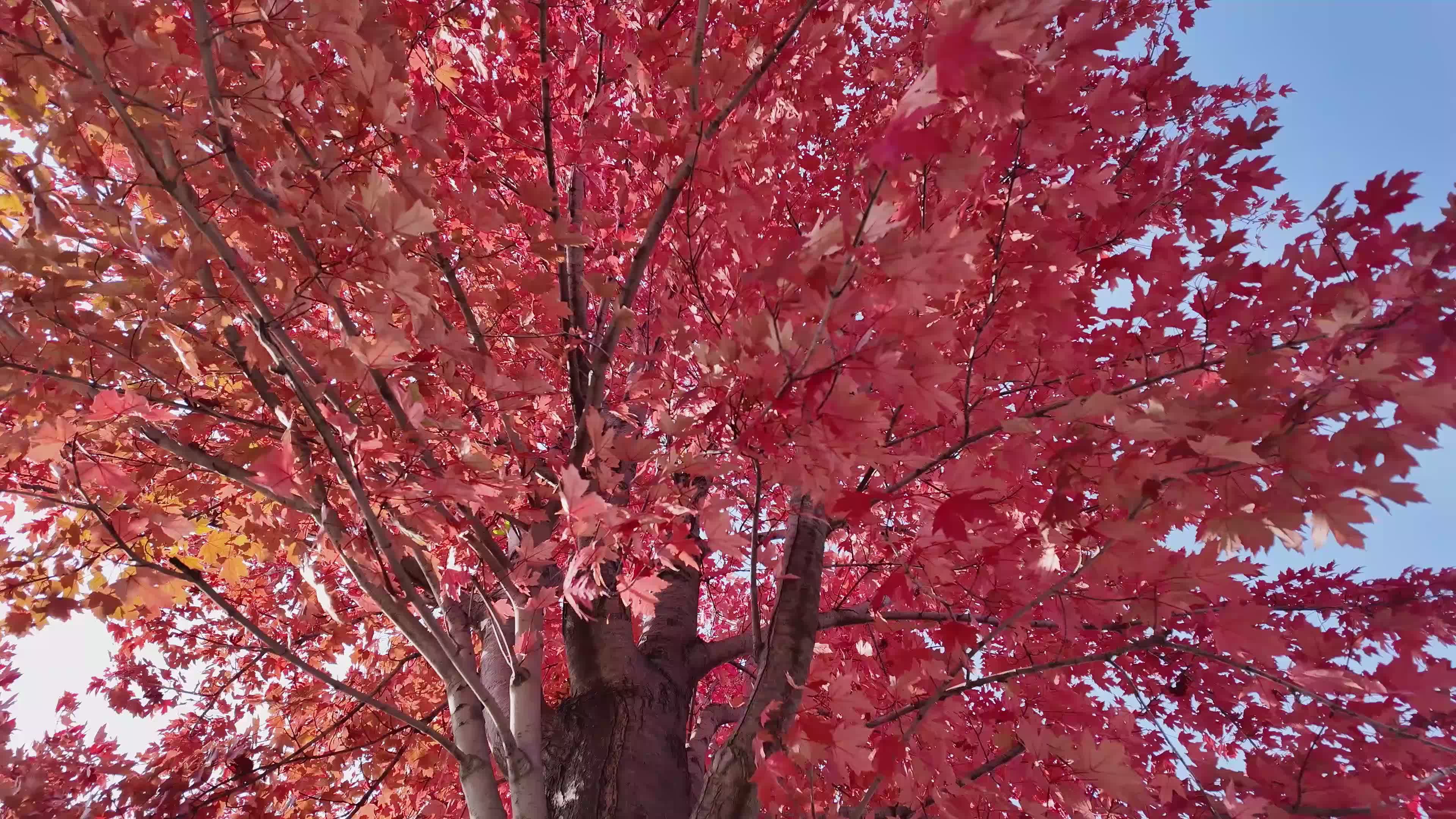 Vibrant Autumn Tree with Red Foliage Free Stock Video Footage, Royalty ...
