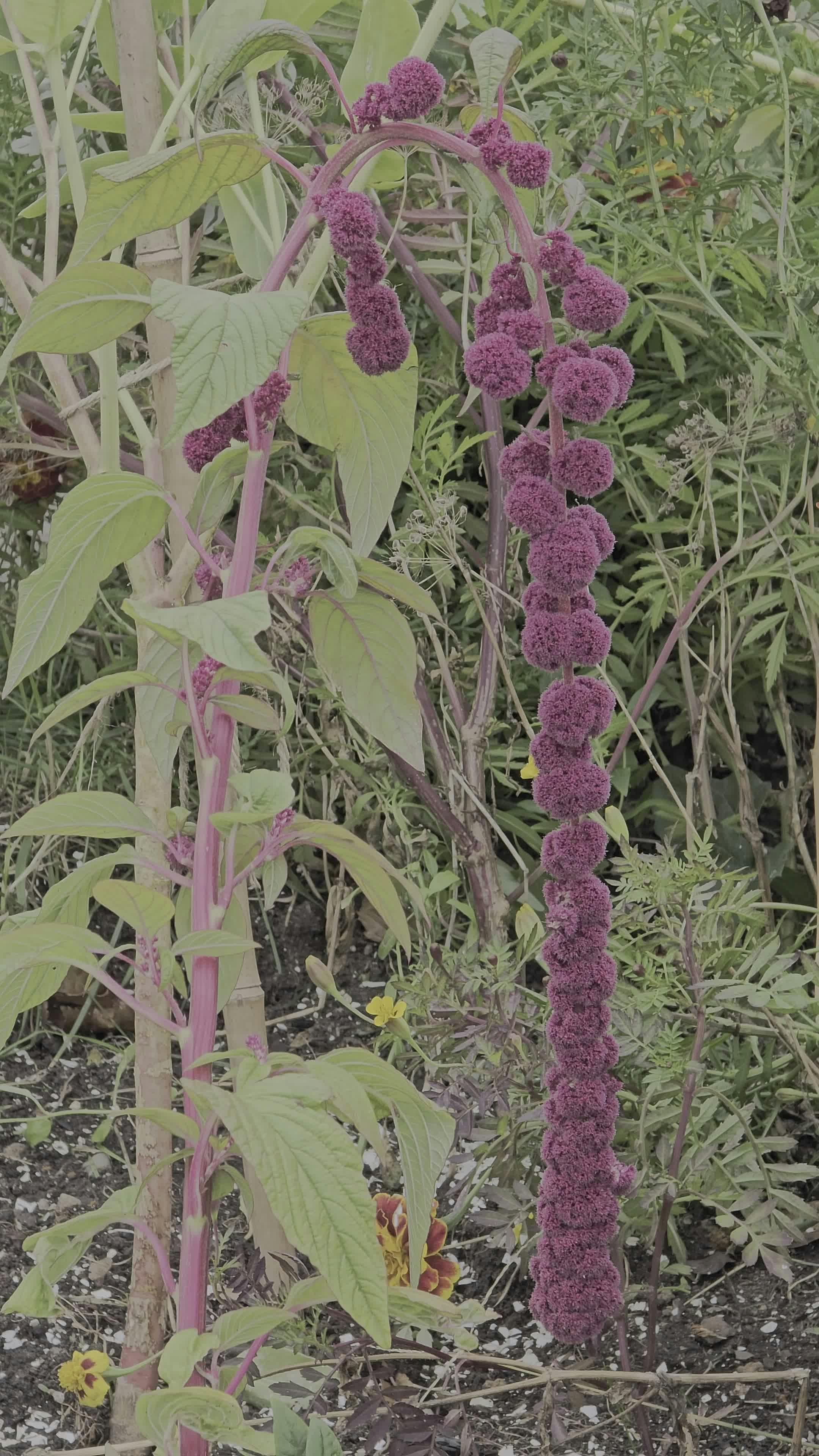 Amaranth+Red+Color Videos, Download The BEST Free 4k Stock Video ...