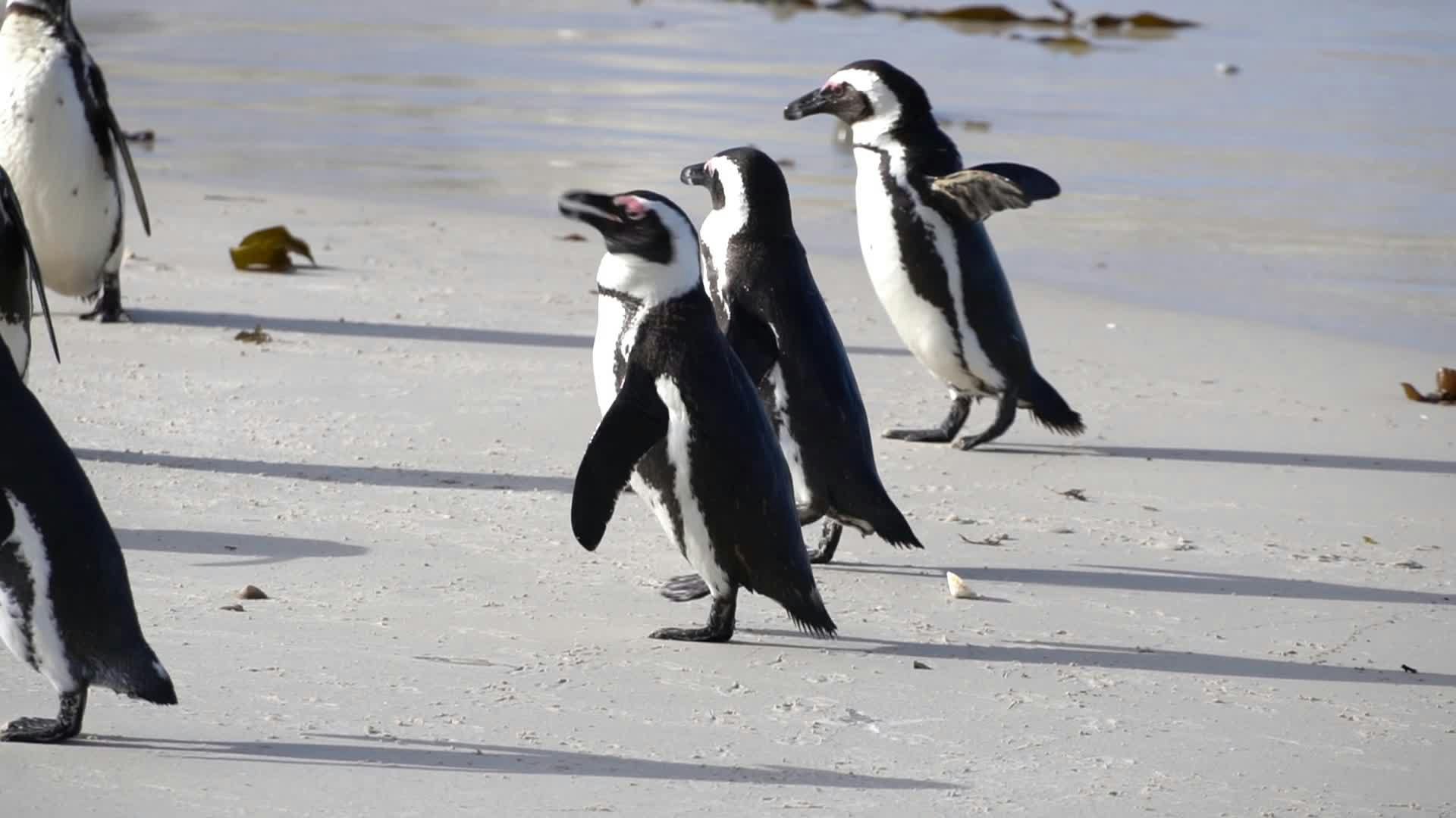 Cute+Nippy+Mp4 Videos, Download The BEST Free 4k Stock Video Footage ...