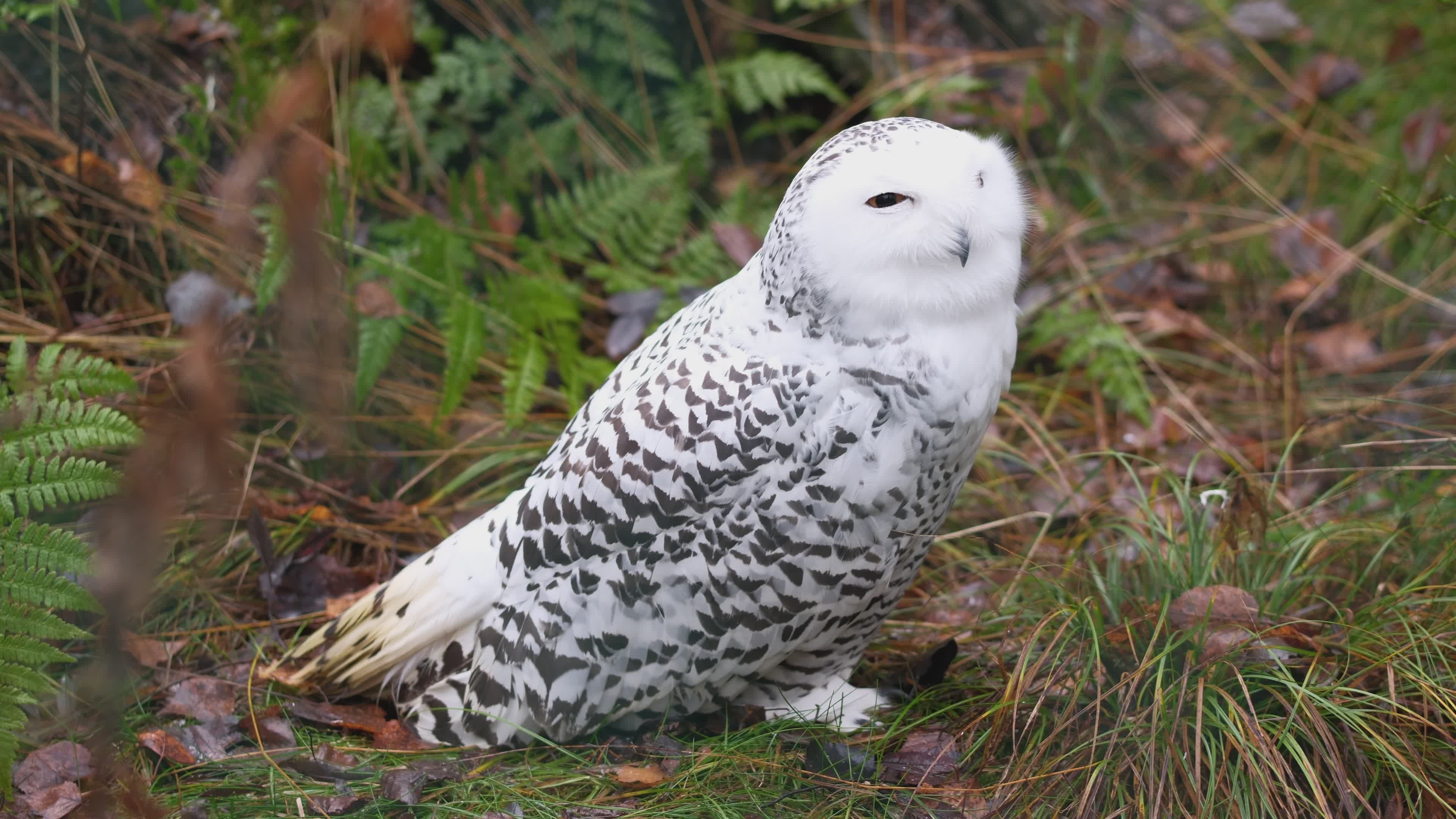 Majestic Snowy Owl in Natural Habitat Free Stock Video Footage, Royalty ...