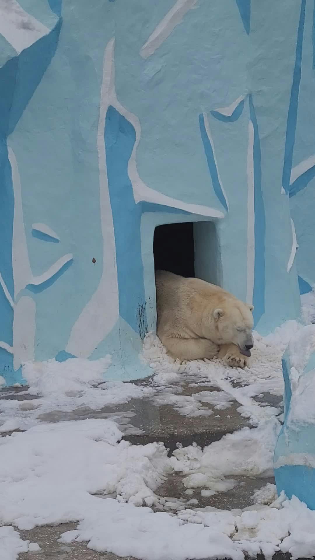 Arctic Animation Videos, Download The BEST Free 4k Stock Video Footage ...