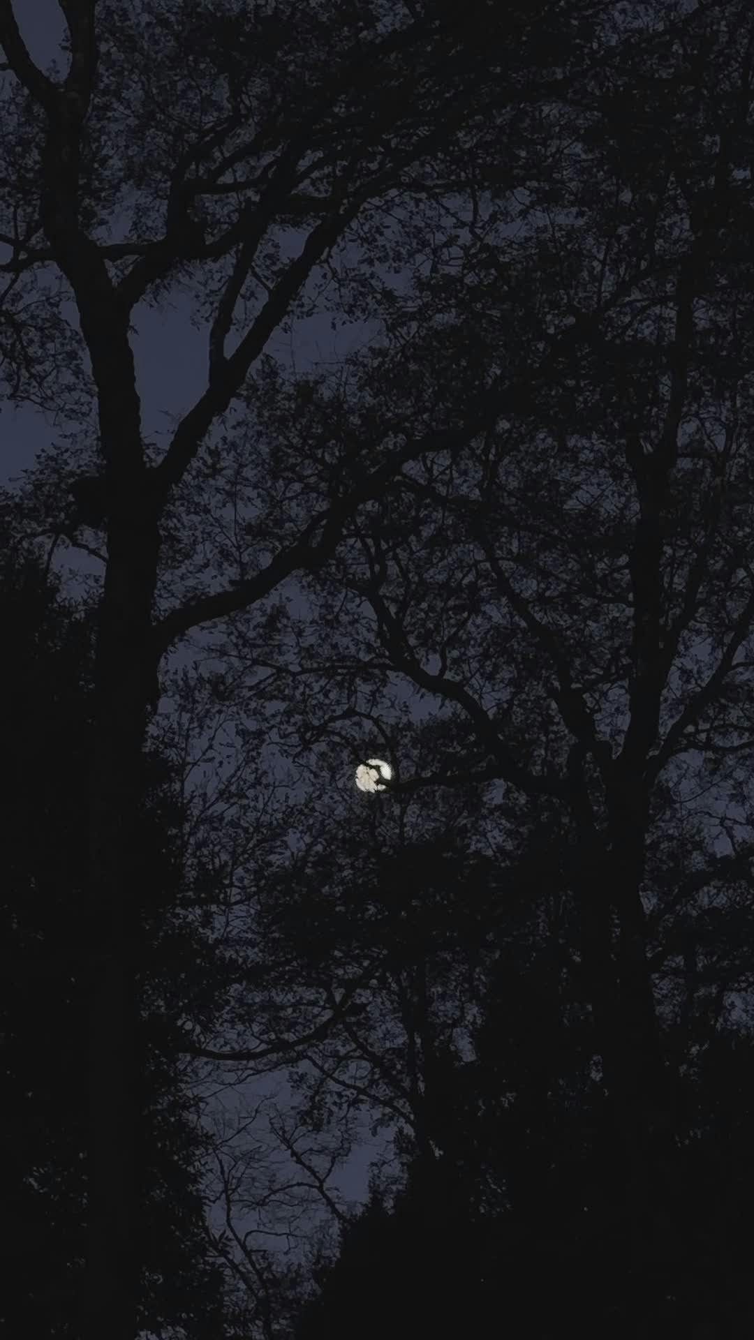 Hunt4k+Full Videos, Download The BEST Free 4k Stock Video Footage ...