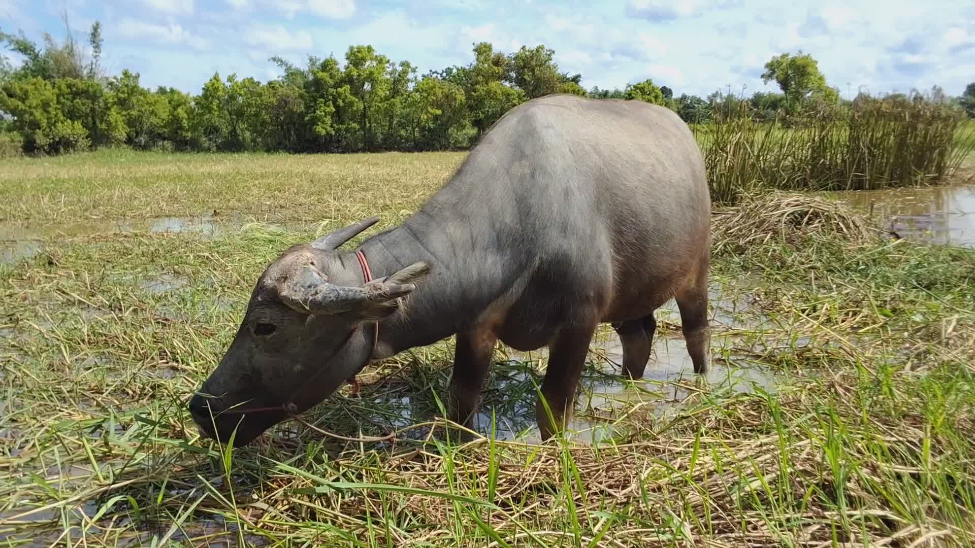 Grazing Buffalo in Lush Wetlands Outdoors Free Stock Video Footage ...