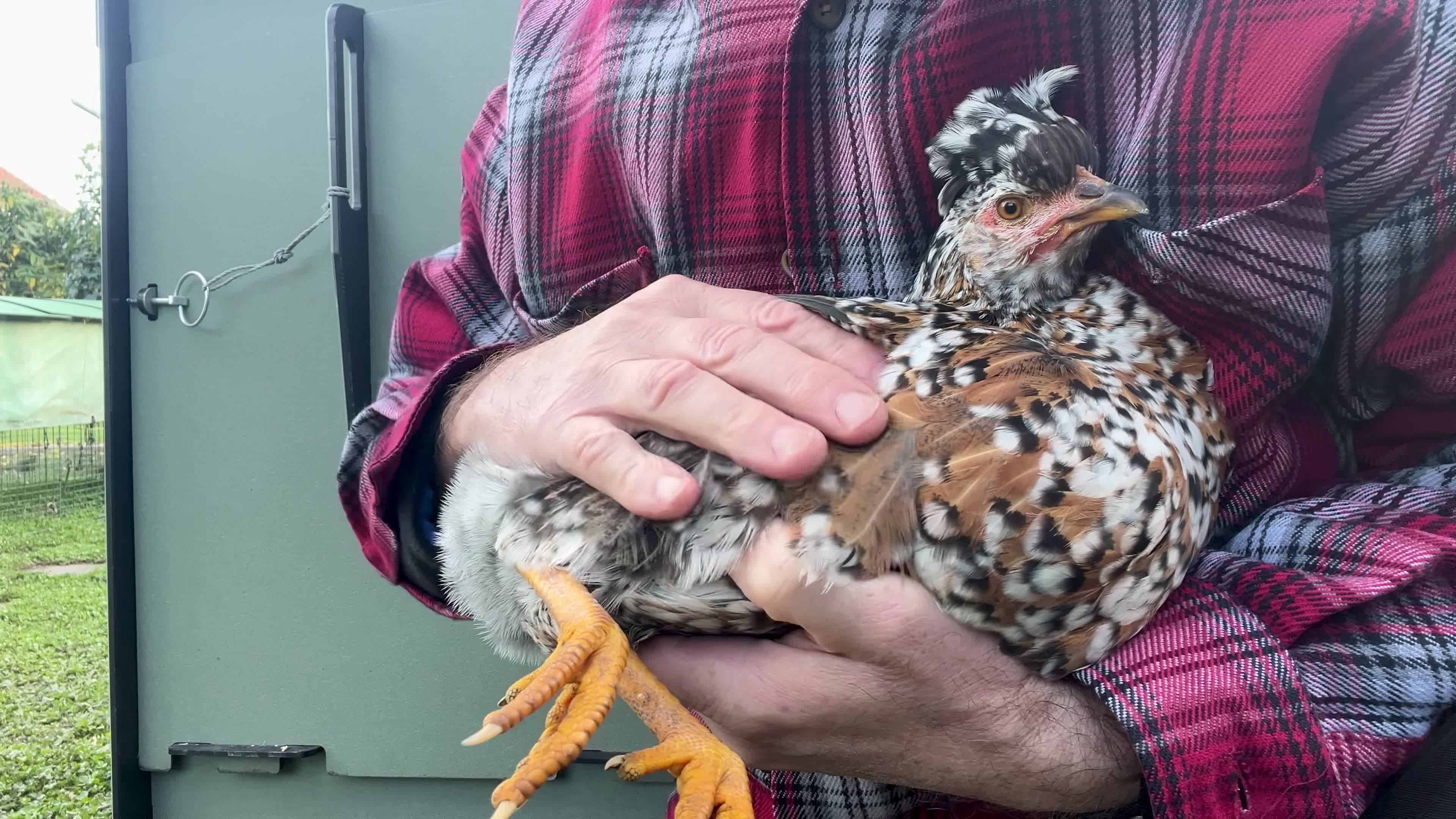 Gentle Handling of a Speckled Hen Outdoors Free Stock Video Footage ...