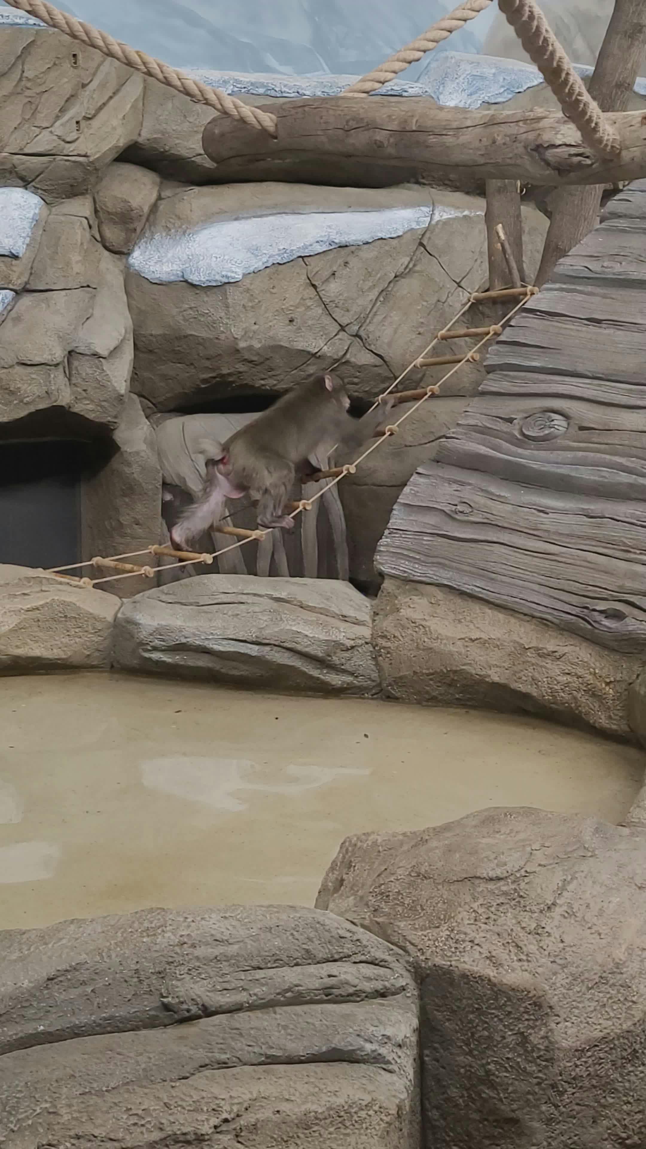 Animated Rocks Videos, Download The BEST Free 4k Stock Video Footage ...