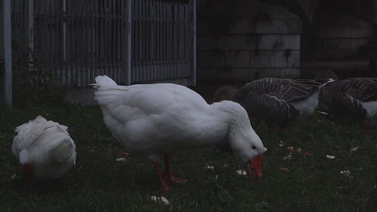 Short Video Videos, Download The BEST Free 4k Stock Video Footage ...