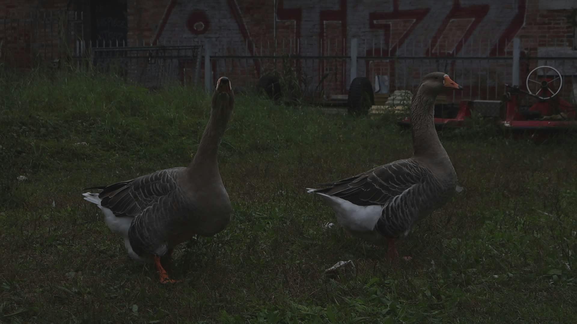 Short Video Videos, Download The BEST Free 4k Stock Video Footage ...