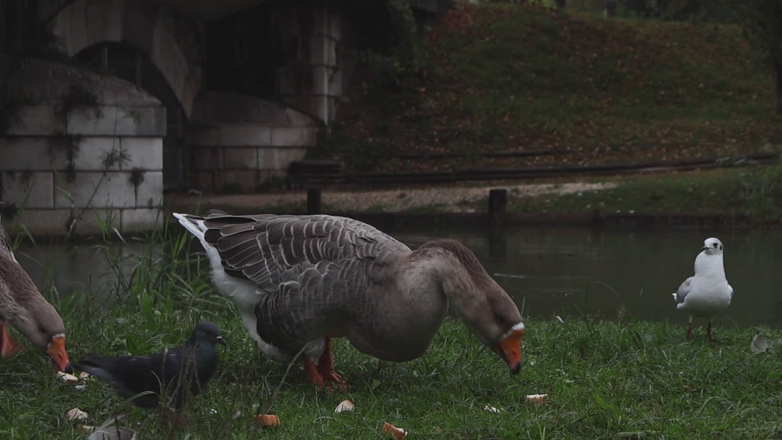 Short Video Videos, Download The BEST Free 4k Stock Video Footage ...