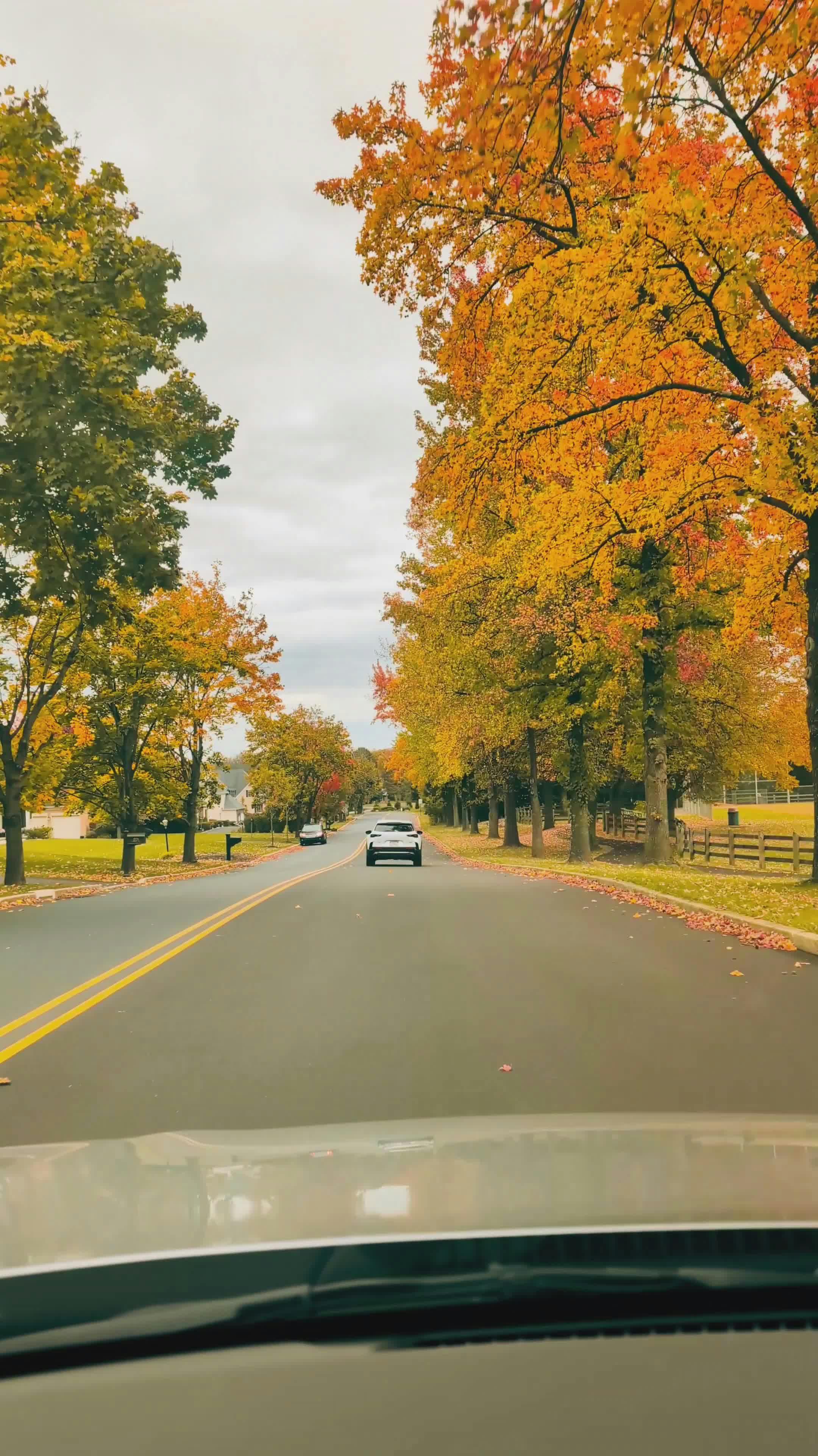 Scenic Fall Drive on Tree-Lined Road Free Stock Video Footage, Royalty ...