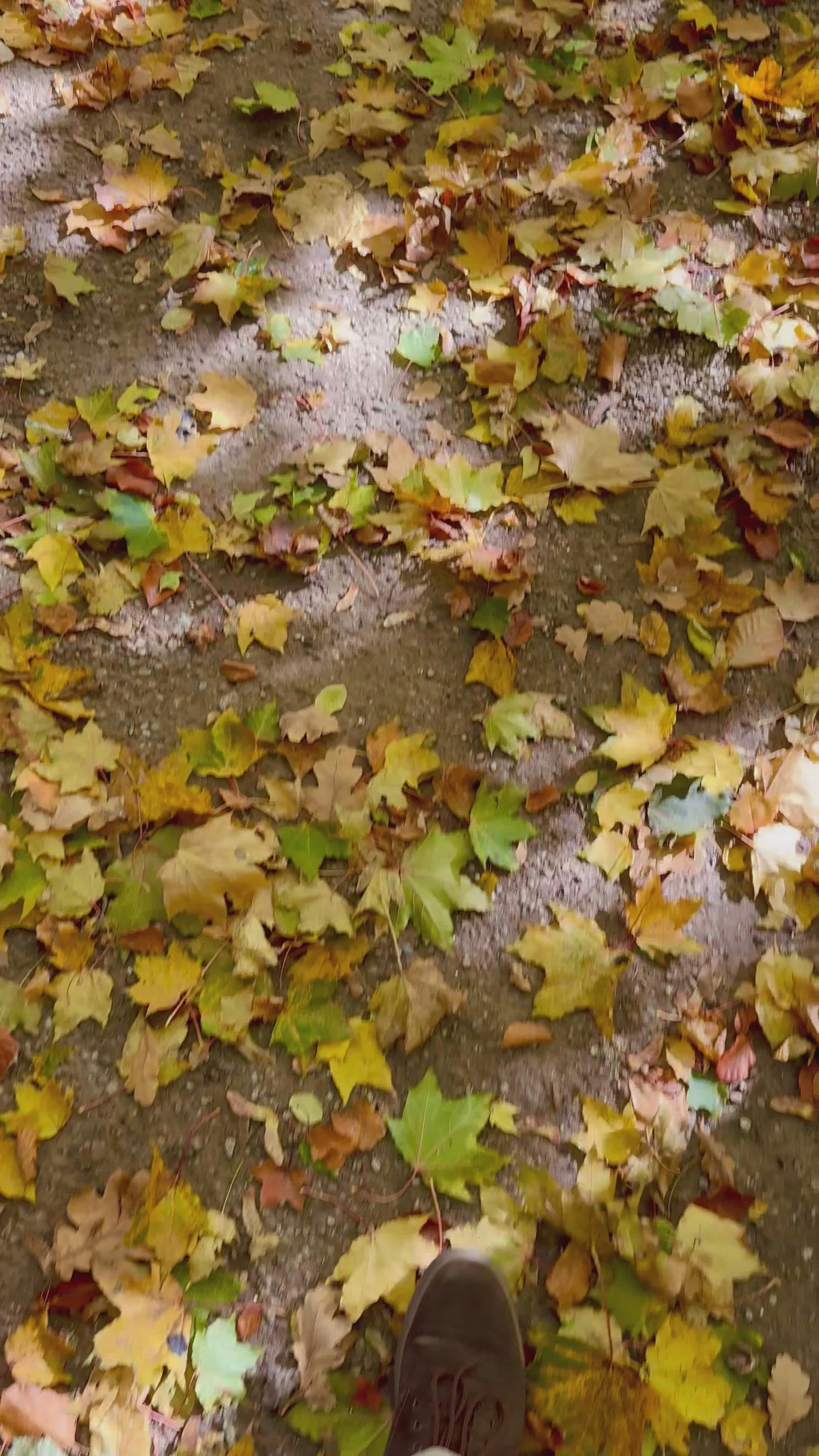 Autumn Leaf Drifting on Tranquil Stream Free Stock Video Footage ...