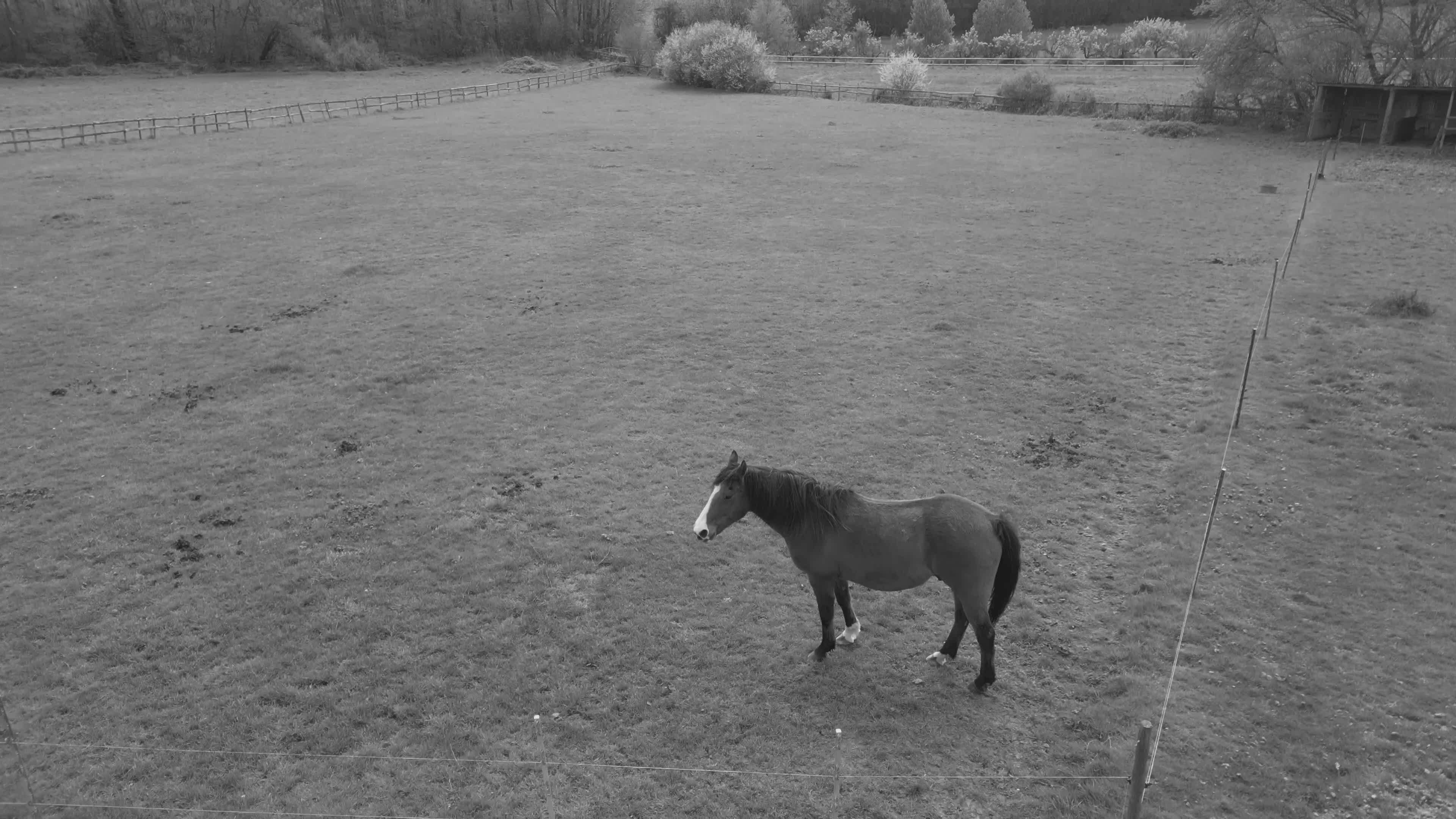 Tranquil Horse Grazing in Open Pasture Free Stock Video Footage ...
