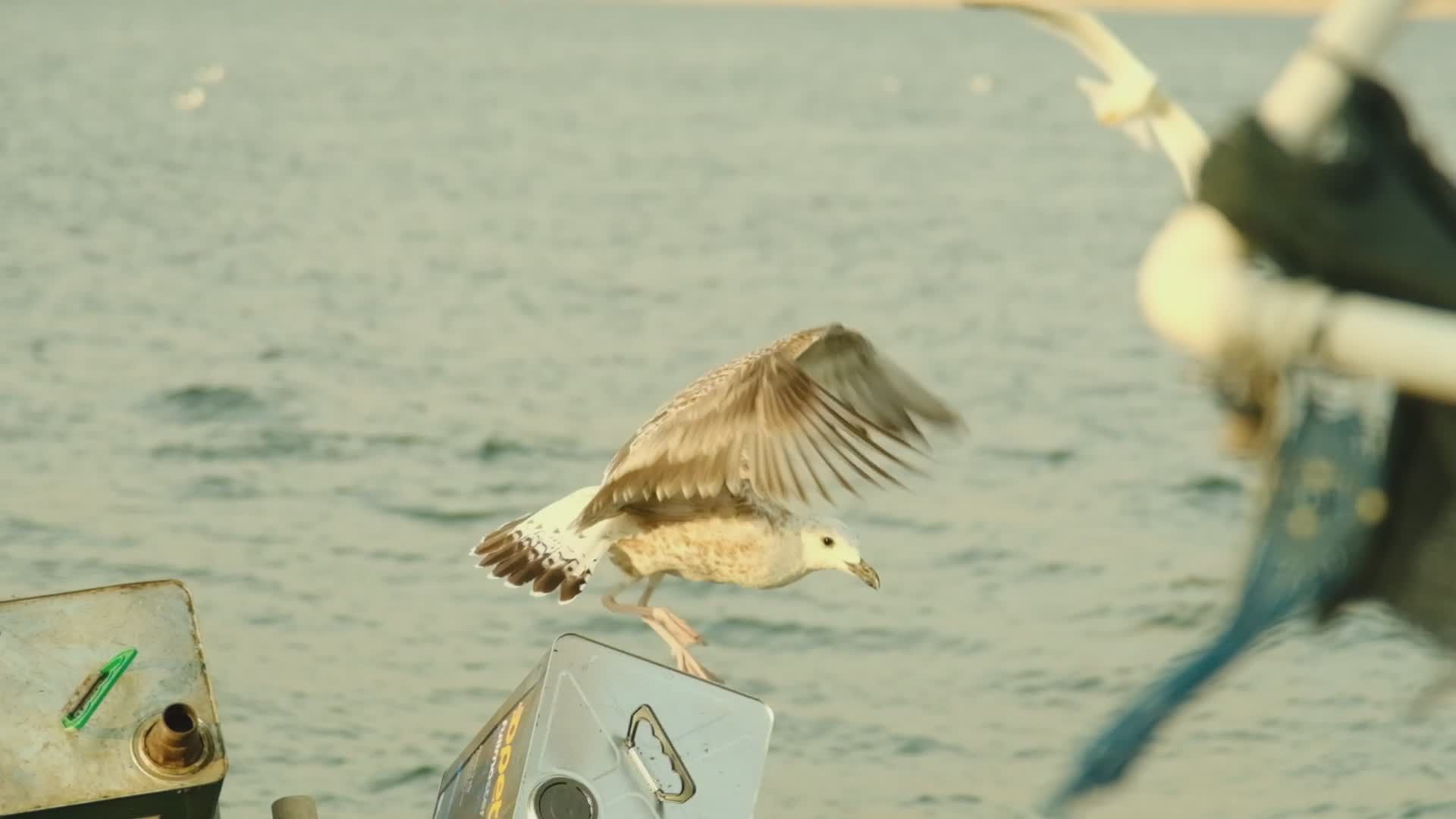 Seagull Taking Flight from Boat in Open Sea Free Stock Video Footage ...