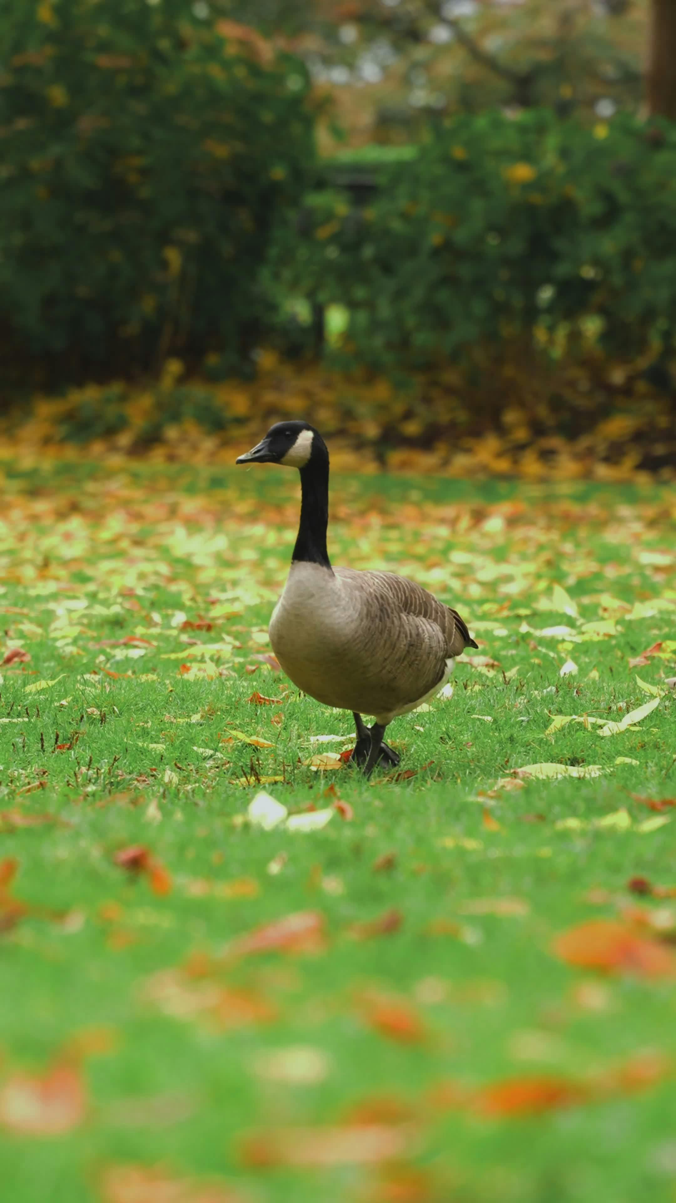 Animated+Plane Videos, Download The BEST Free 4k Stock Video Footage ...